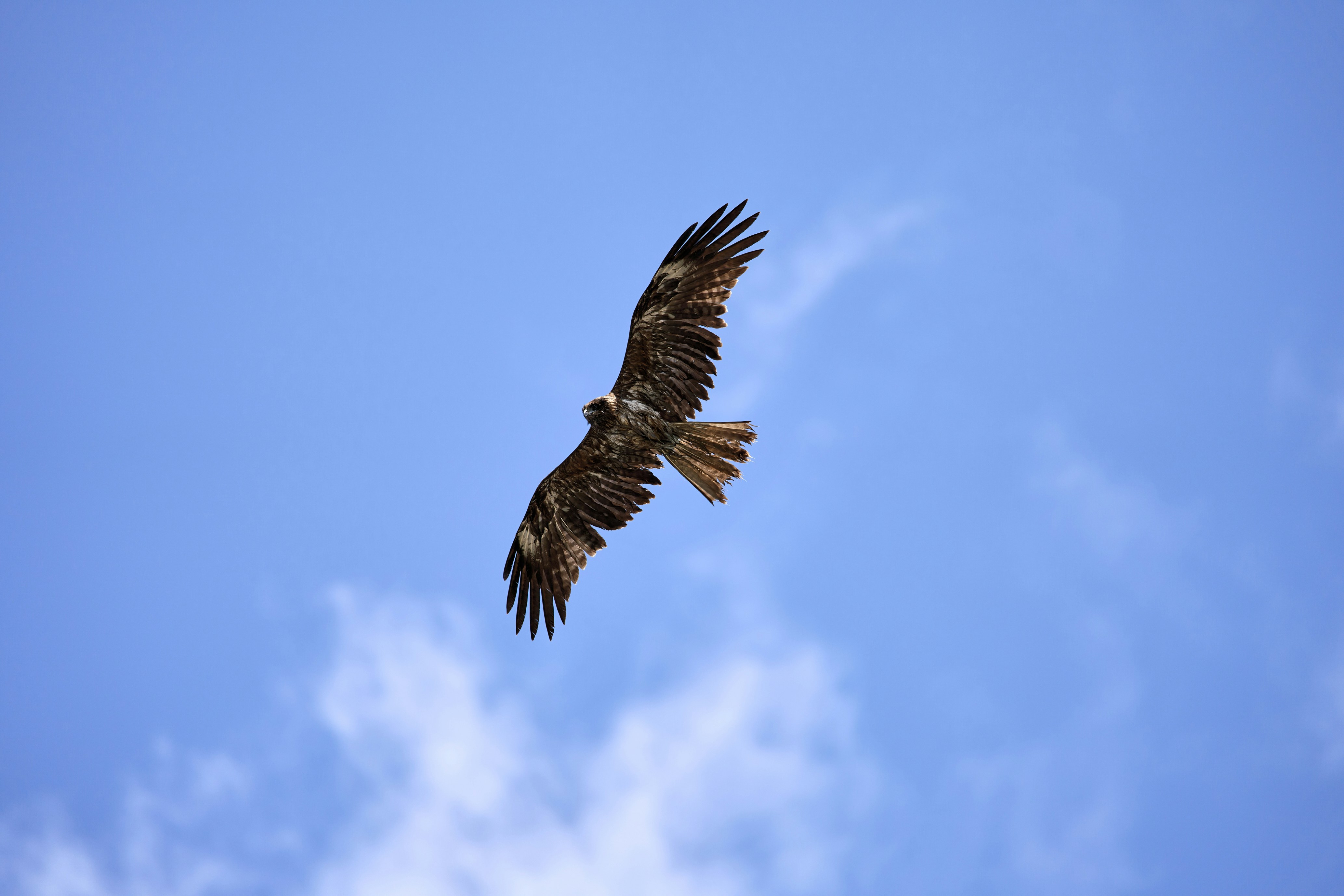 A large bird flying through a blue sky photo – Free 大阪 Image on Unsplash