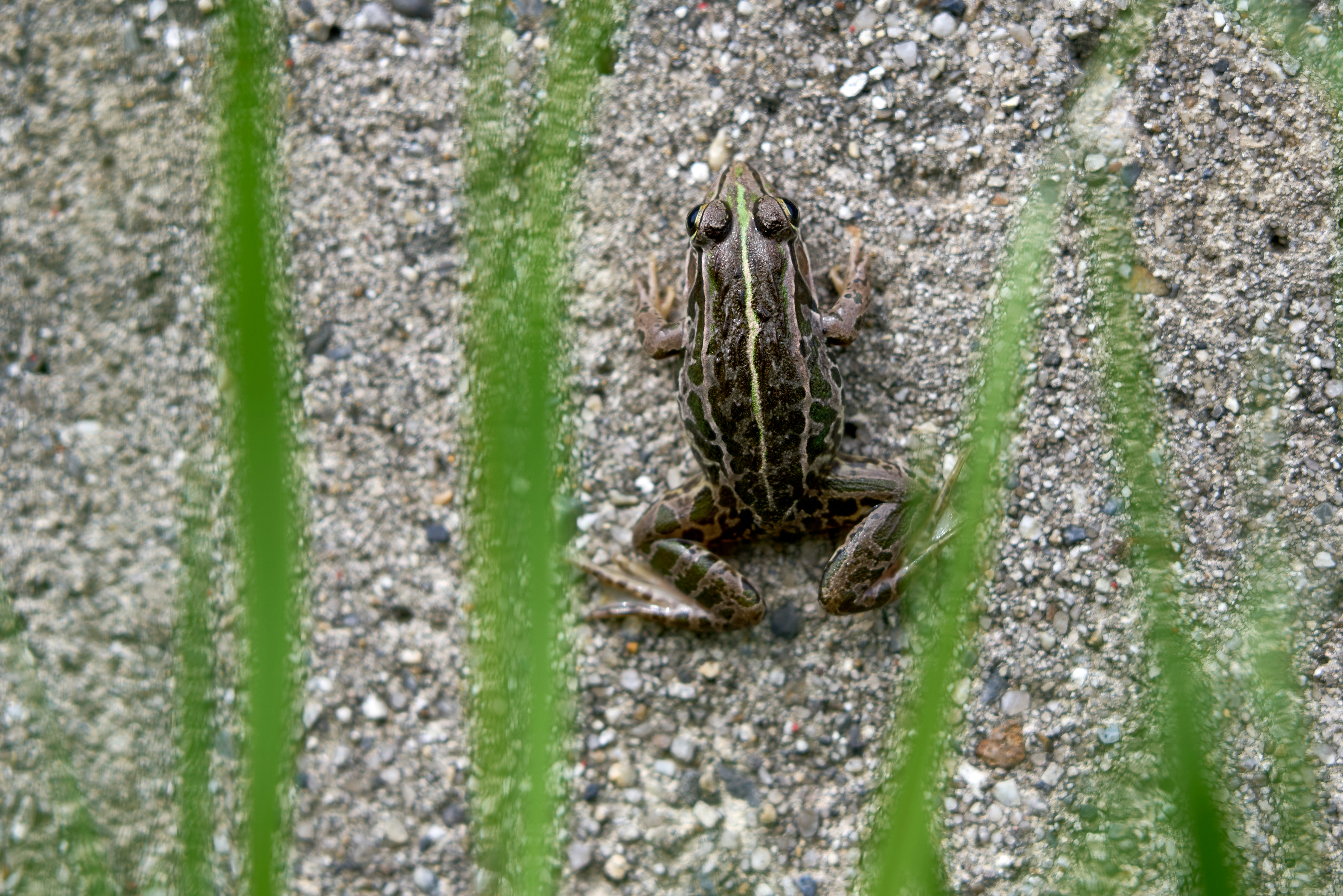 Hidden Jump: A Small Frog Peeks Through Grass on Pebbled Ground
