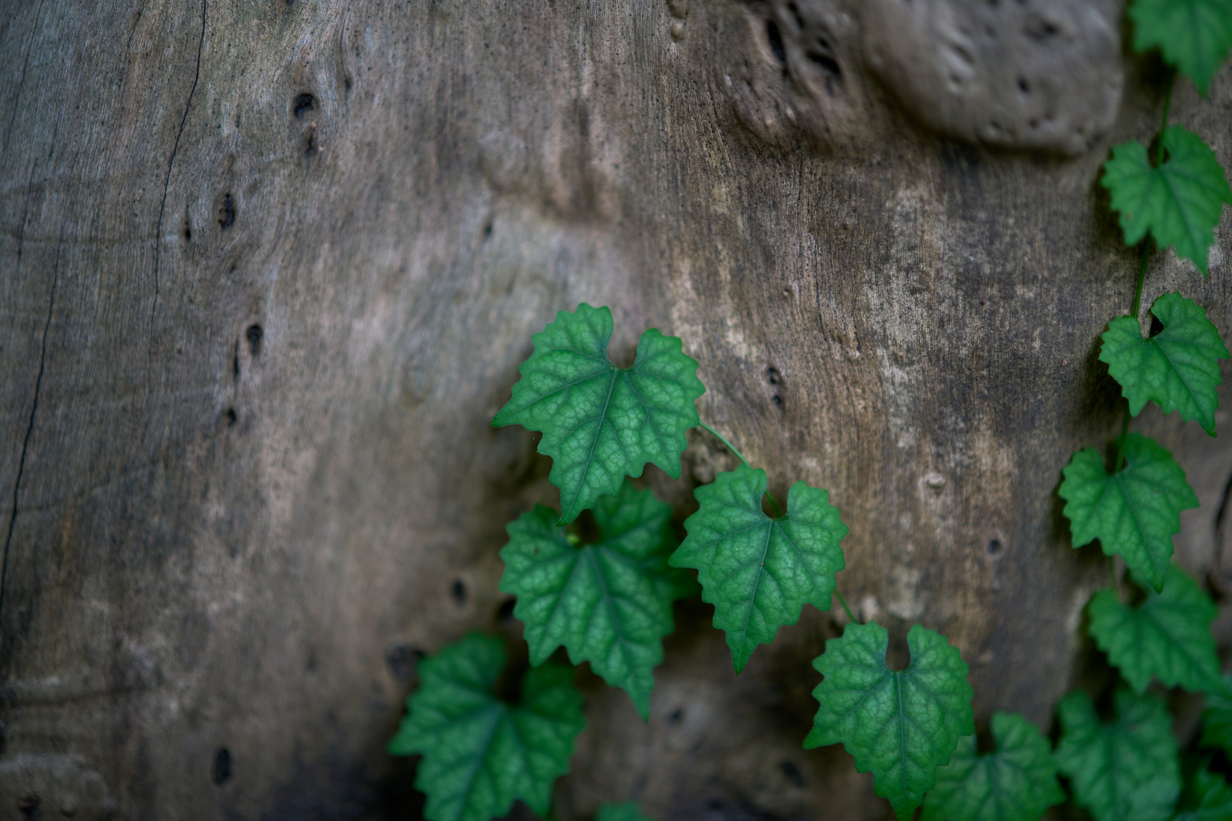 A close up of a tree trunk with green leaves photo – Free 日本、大阪府大阪市住吉区 ...