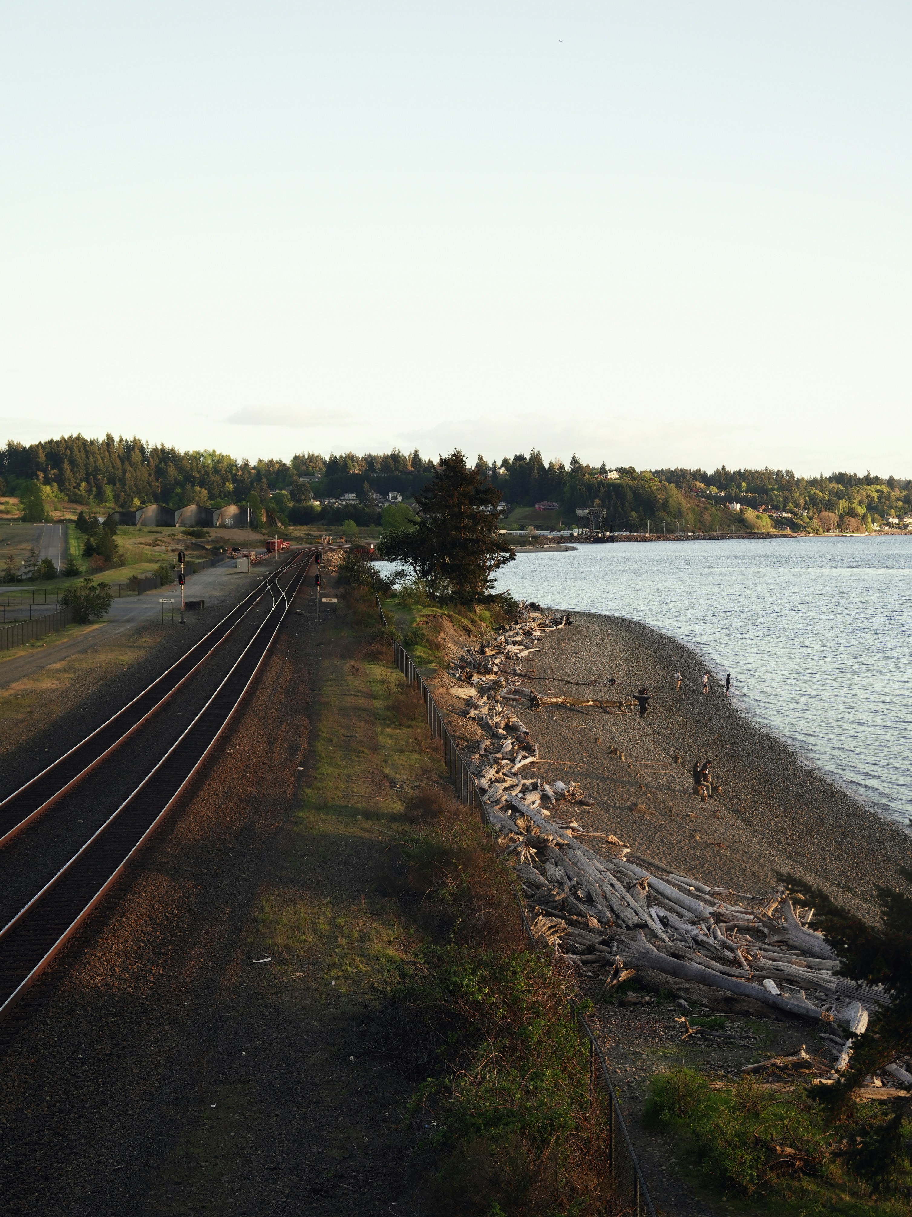 Tracks, Tide, and Driftwood: A Quiet Coastal Convergence