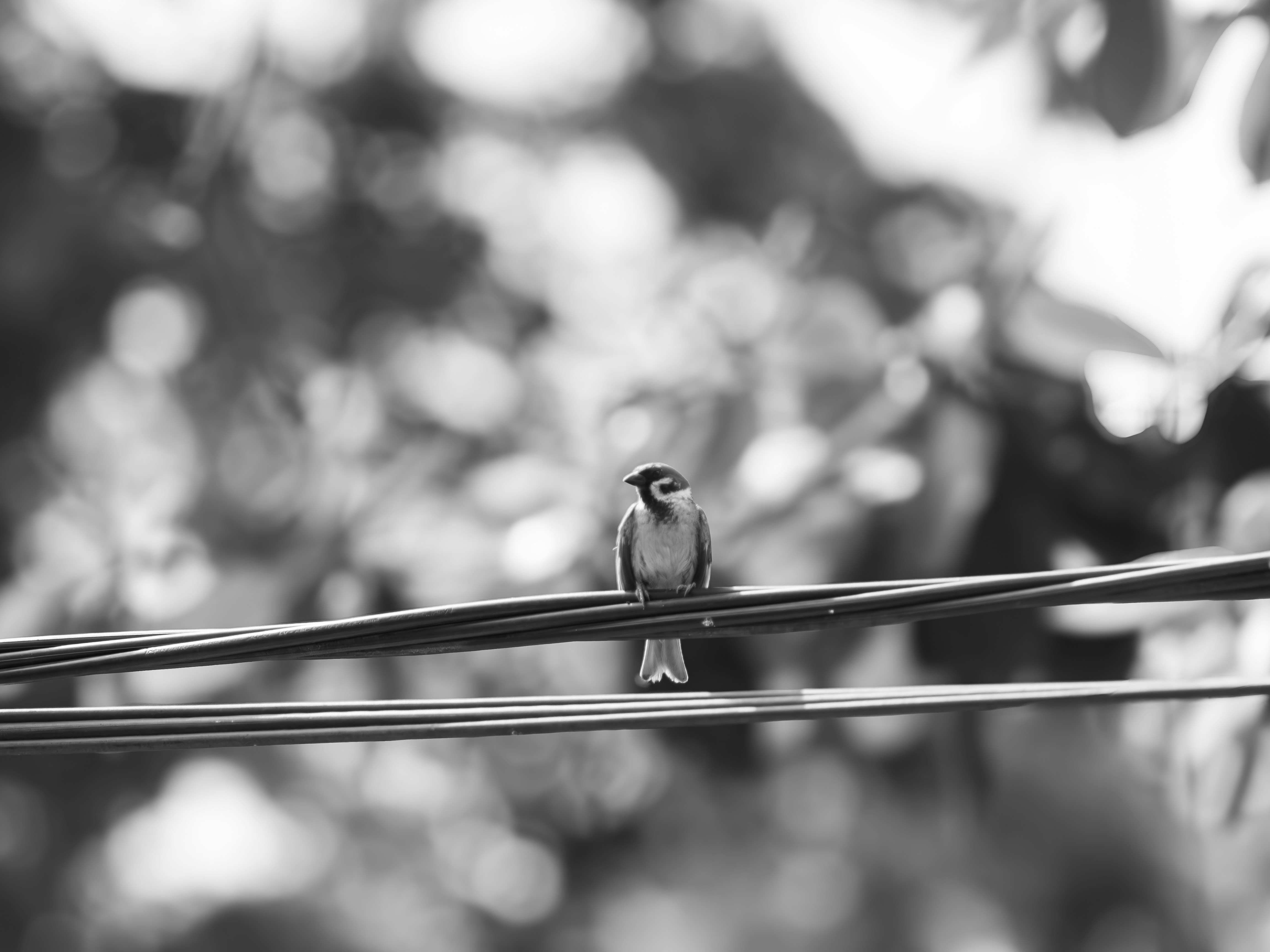 Monochrome photograph of a small sparrow perched on parallel wires with a blurred leafy background.