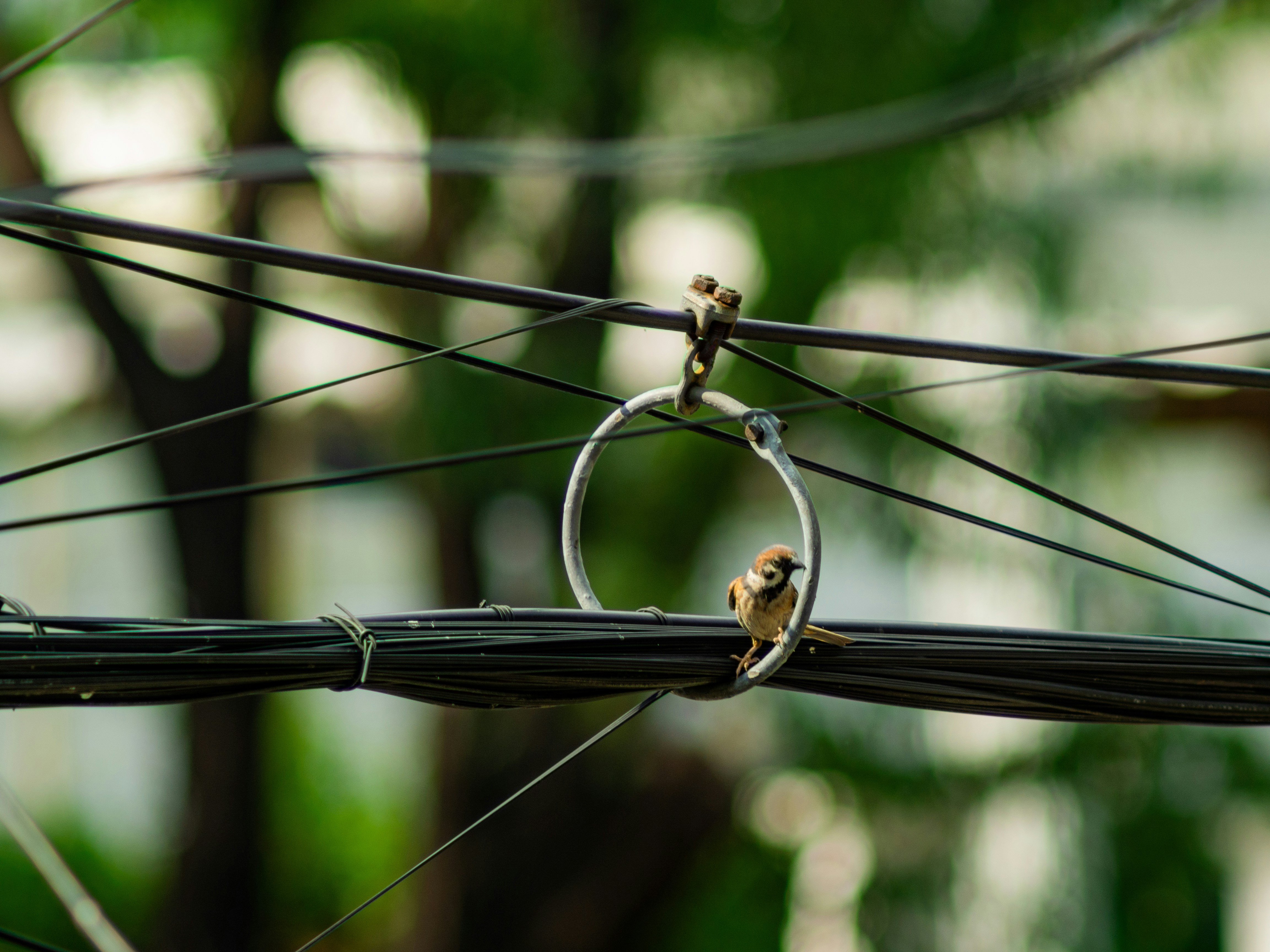 A small bird perches inside a metal ring suspended on a tangle of wires, with a soft, blurred green background in a photograph.