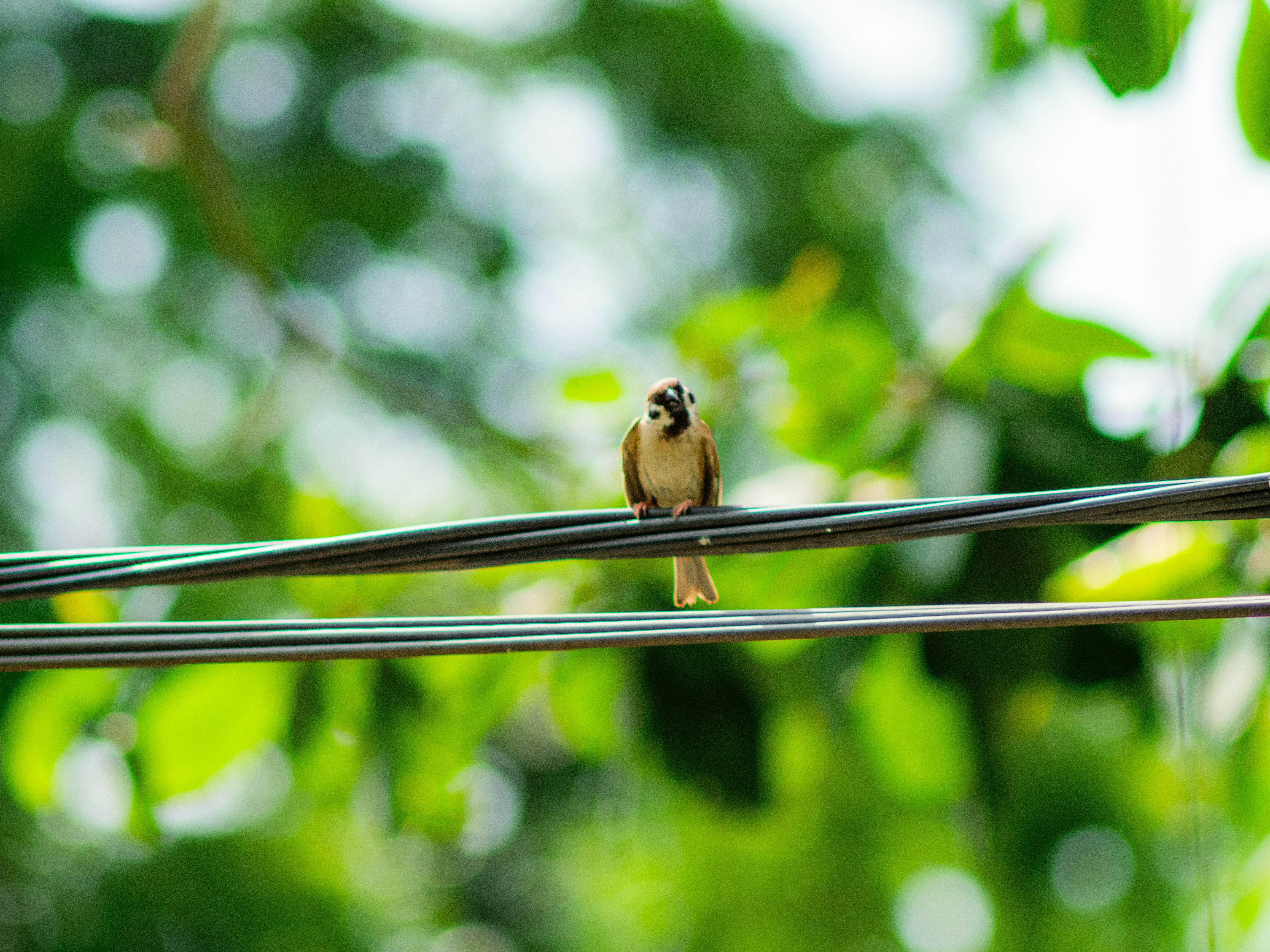 A sparrow playing on wires.