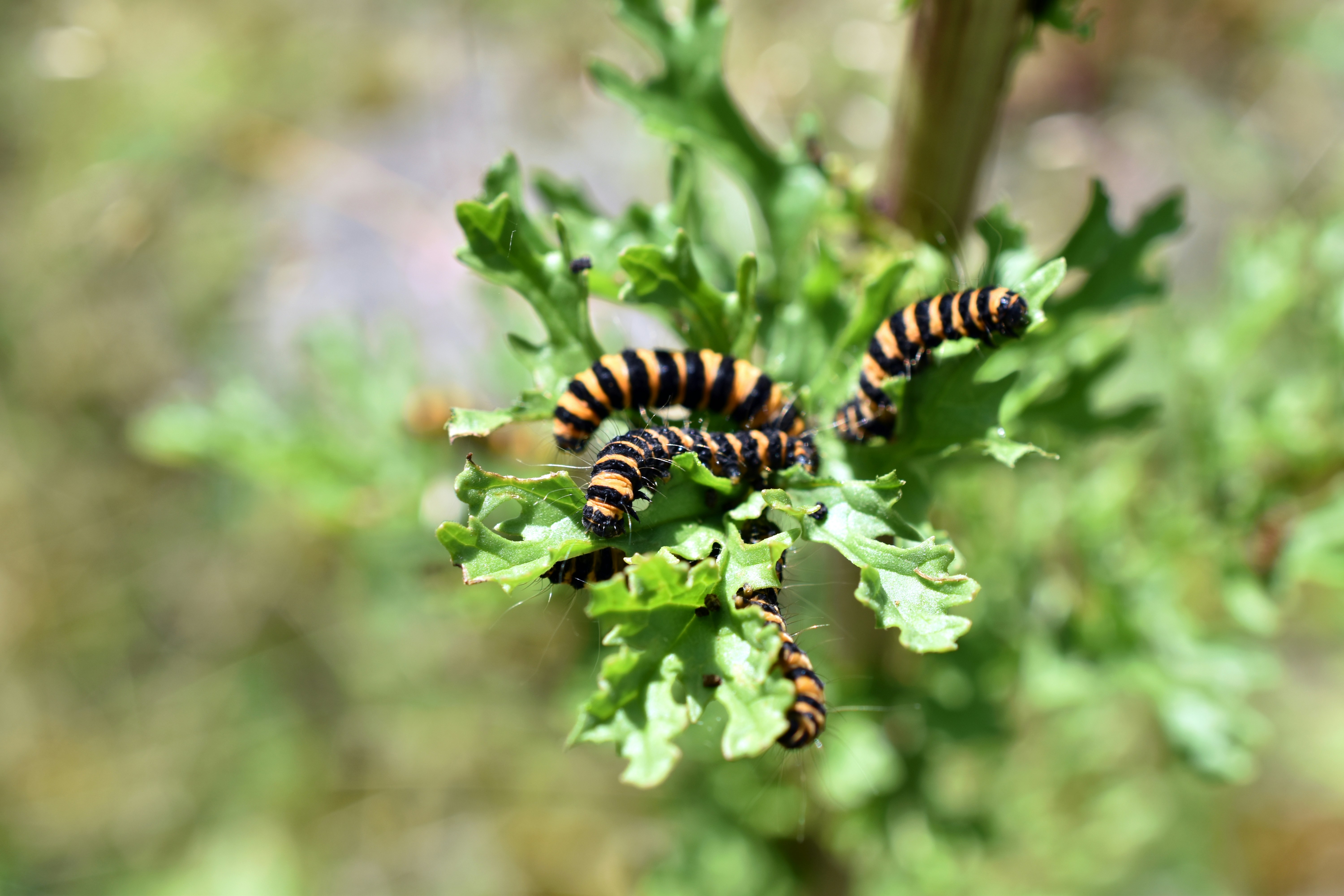 Stripe Parade on a Verdant Leaf