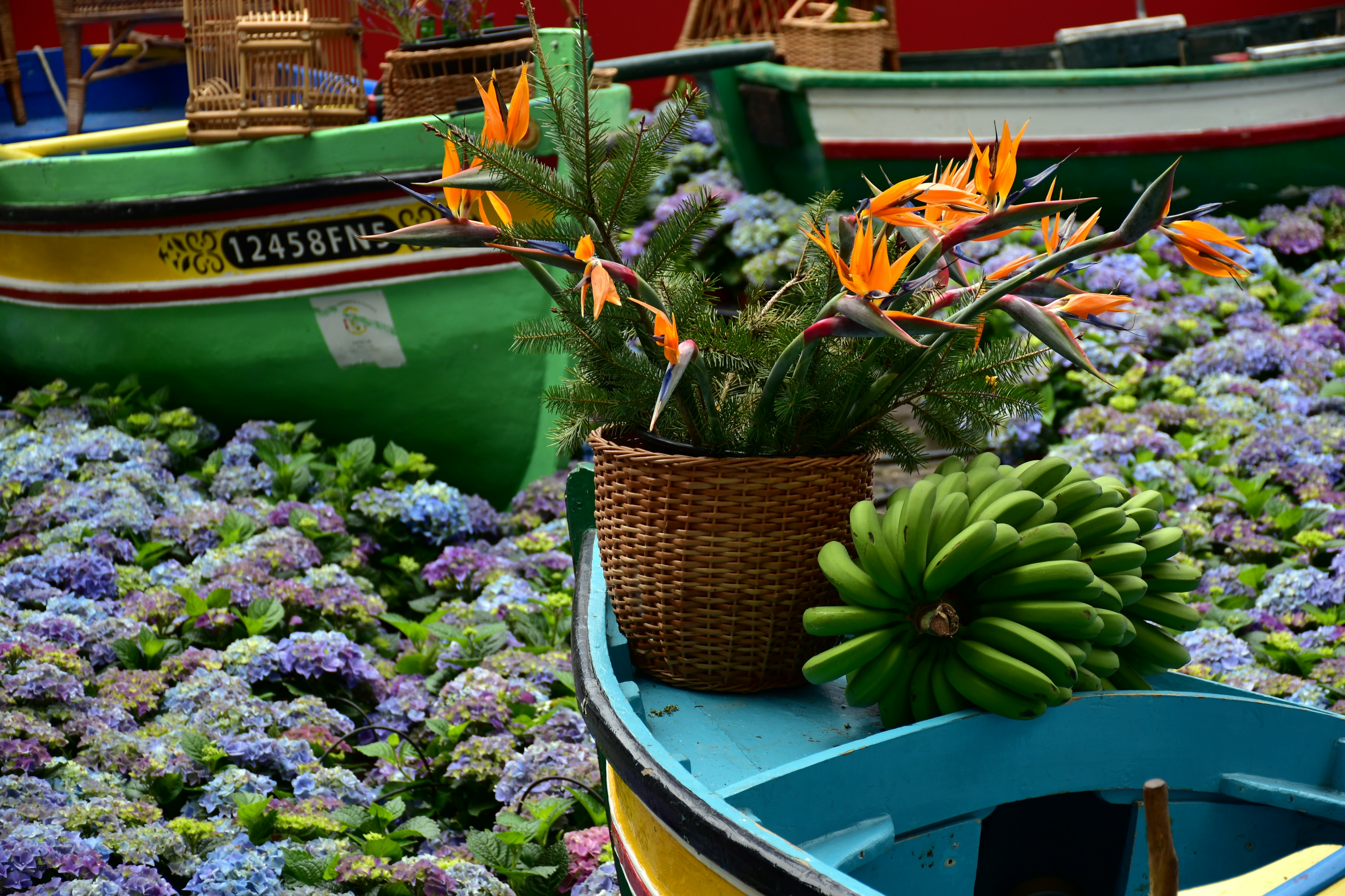 Birds of Paradise on a Turquoise Boat Ringed by Hydrangea Blooms