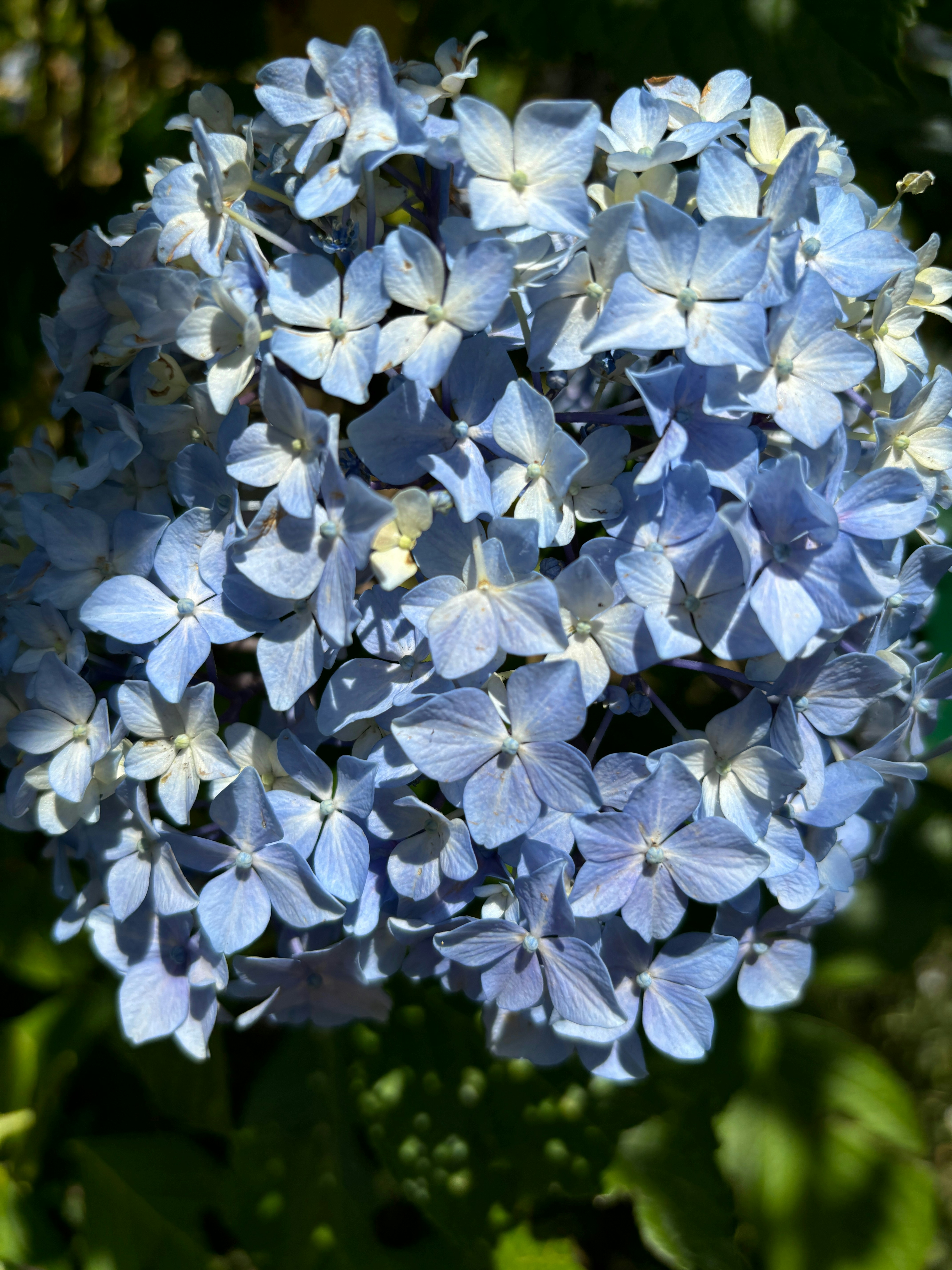 Blue Hydrangea Mosaic: Gentle Petal Geometry in Dappled Light