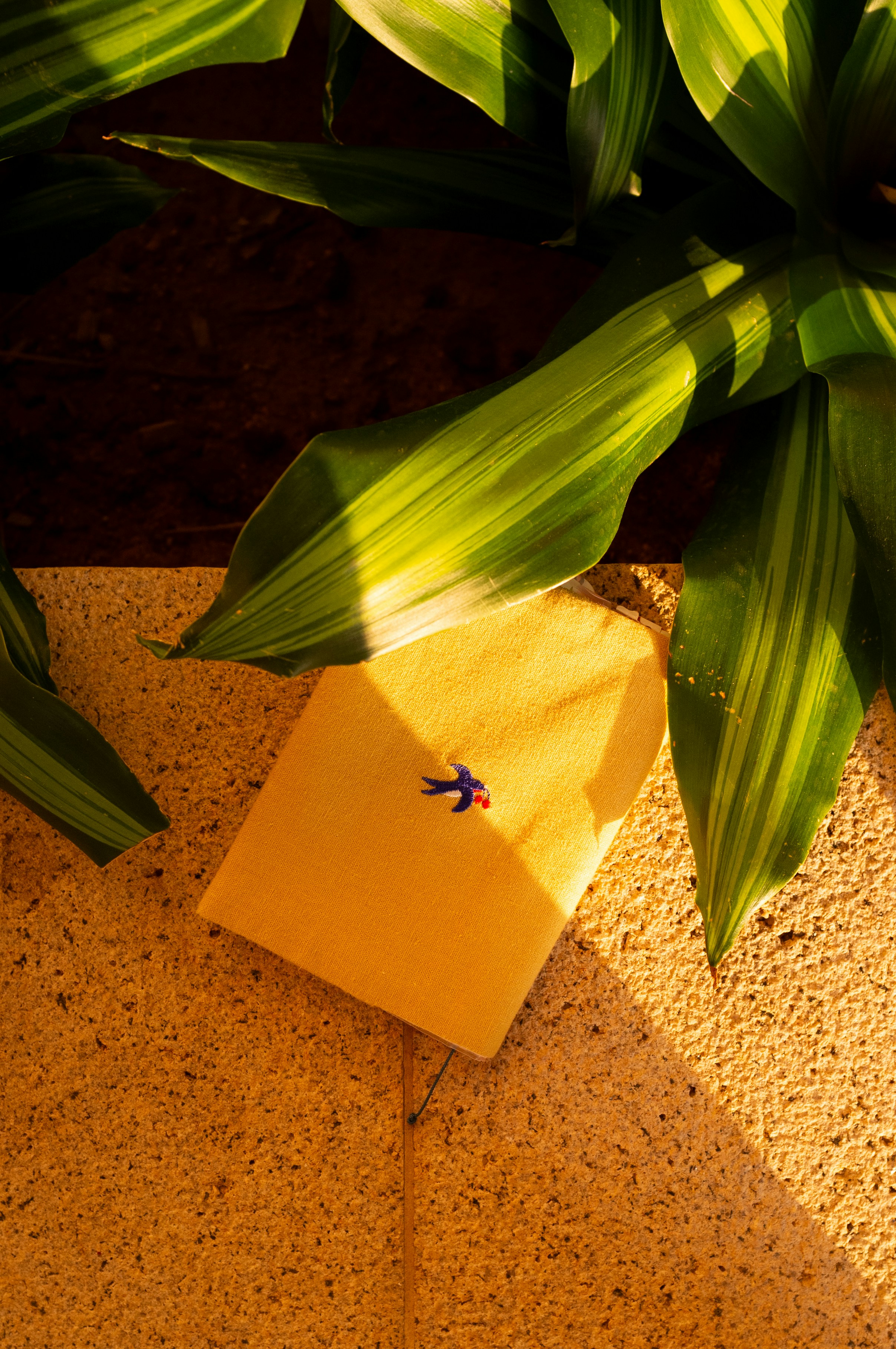 Sunlit Envelope Beneath a Tropical Canopy