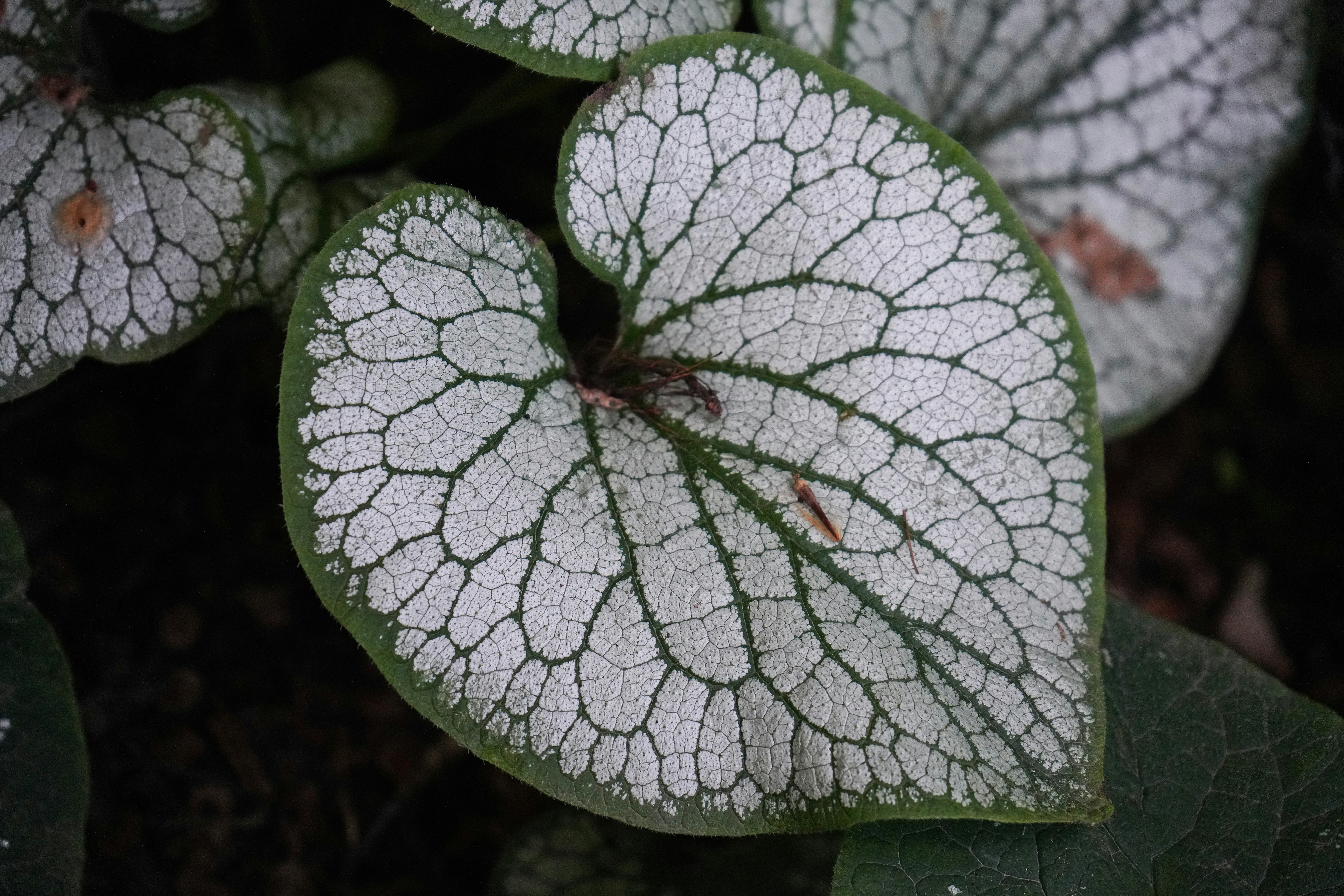 Jack Frost on a Sunday afternoon in July? Brunnera macrophylla 'Jack Frost'. Also known as the Siberian bugloss, great forget-me-not, largeleaf brunnera or heartleaf, is a species of flowering plant in the family Boraginaceae, native to the Caucasus. It is a hardy, rhizomatous, herbaceous perennial, that can reach from 30 to 45 cm in height, and carries basal, simple cordate leaves on slender stems. Sprays of small blue flowers, similar to those seen in the related forget-me-nots, are borne from mid-Spring, and bloom for eight to ten weeks. Botanical Garden of the University of Wrocław.