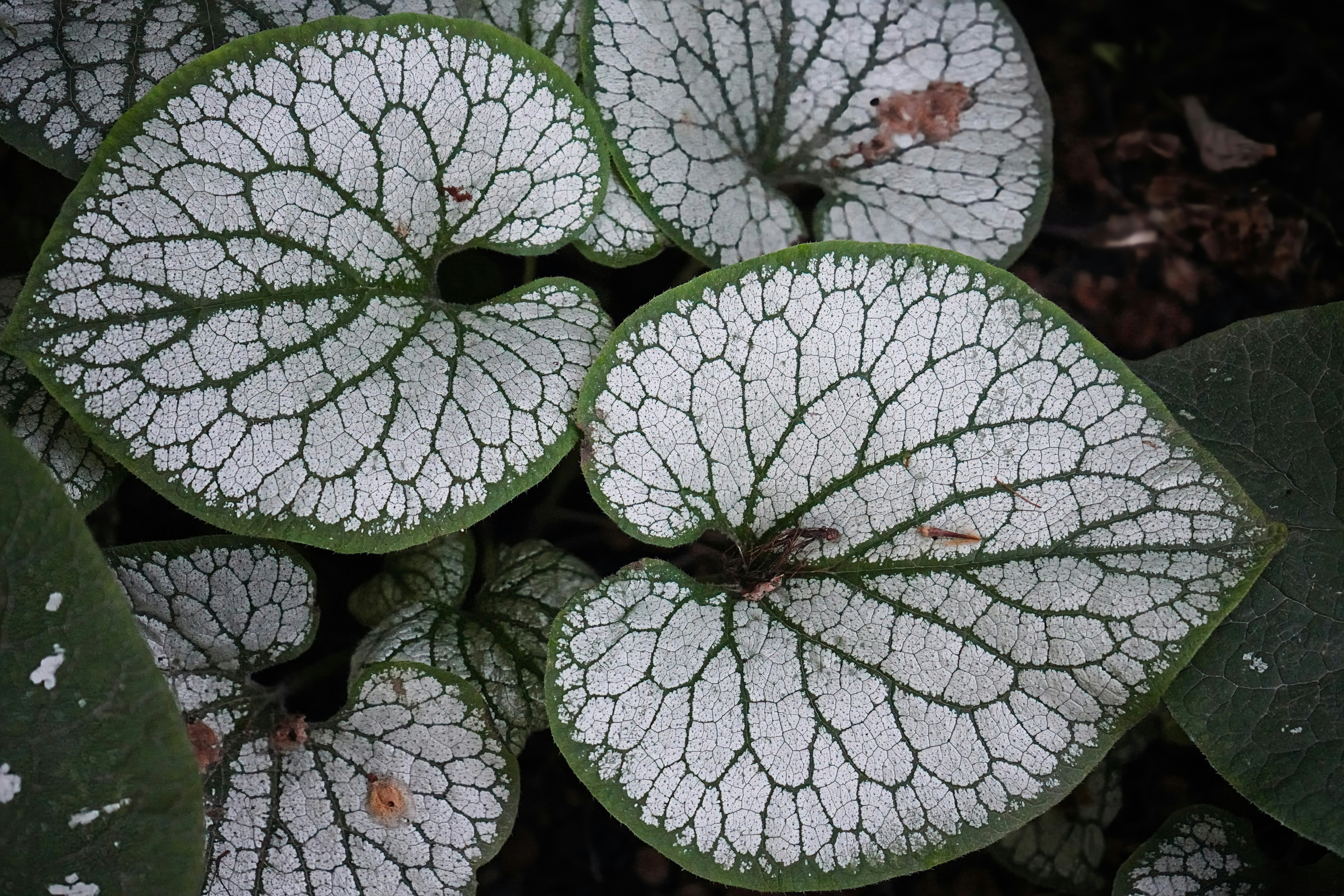 Intricate patterned leaves showcasing delicate veins and textures in a shaded garden setting.