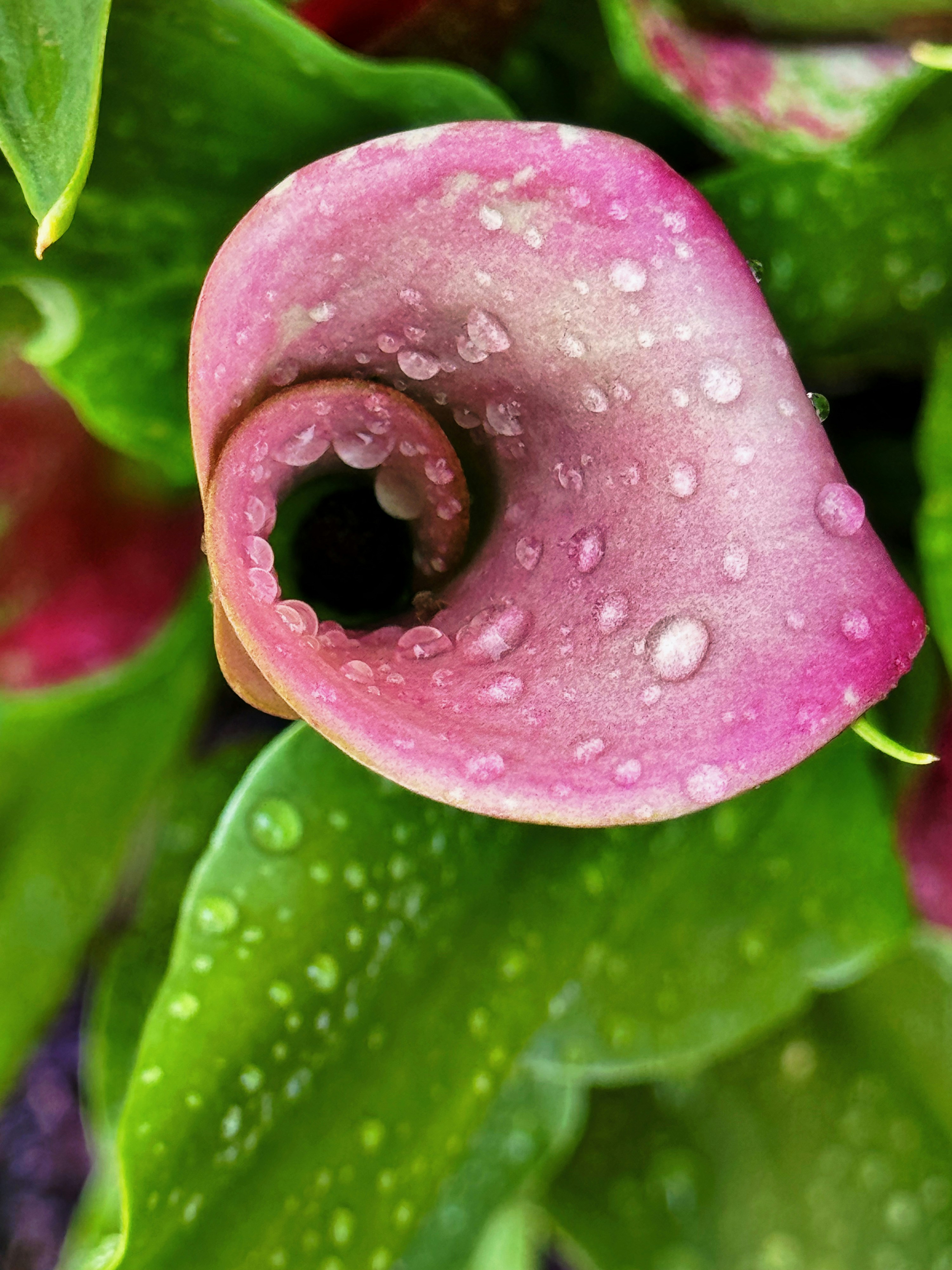 Dew-Kissed Spiral: A Pink Calla Lily Macro