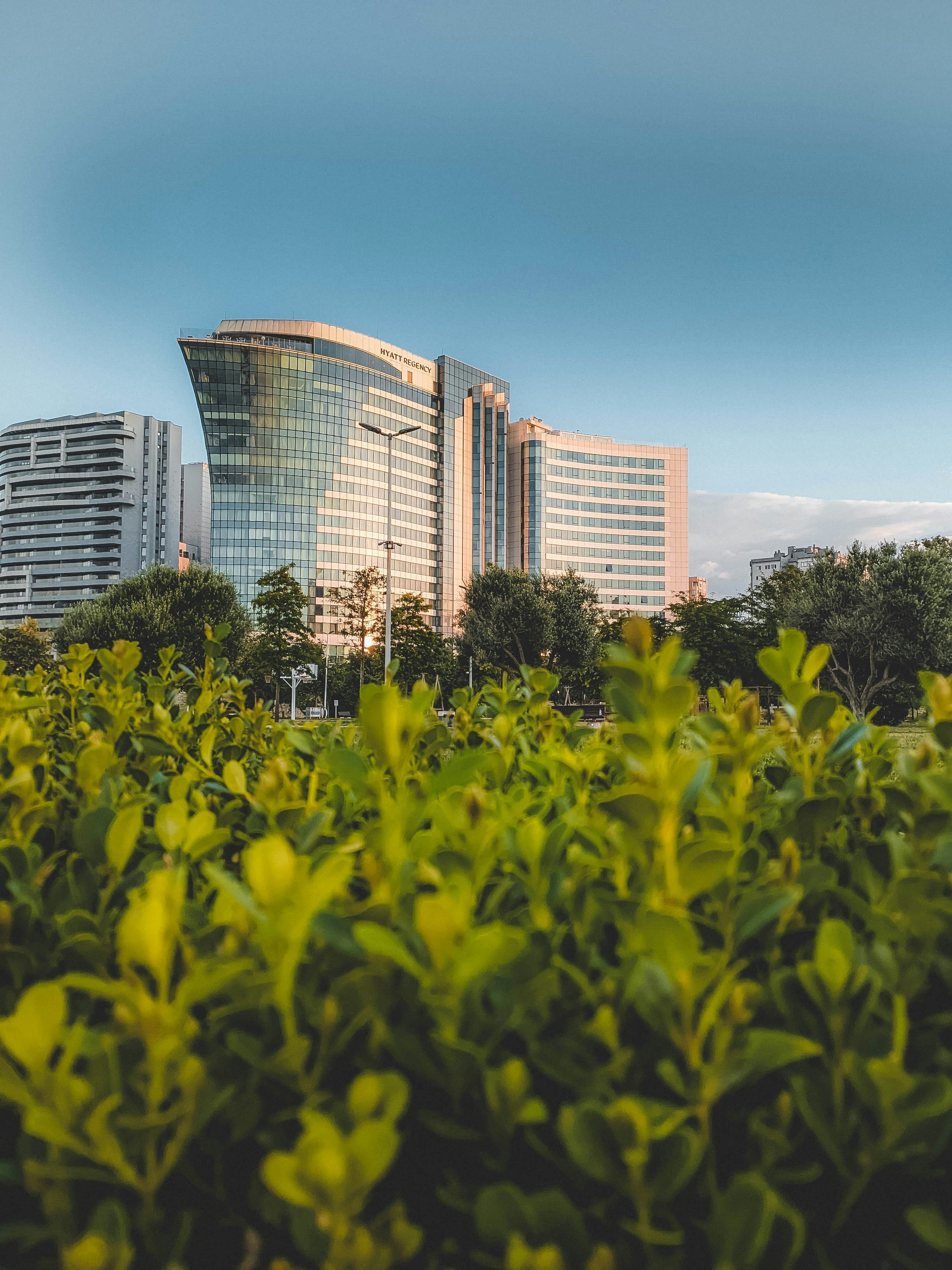 Glass Towers Rising Beyond a Green Curtain