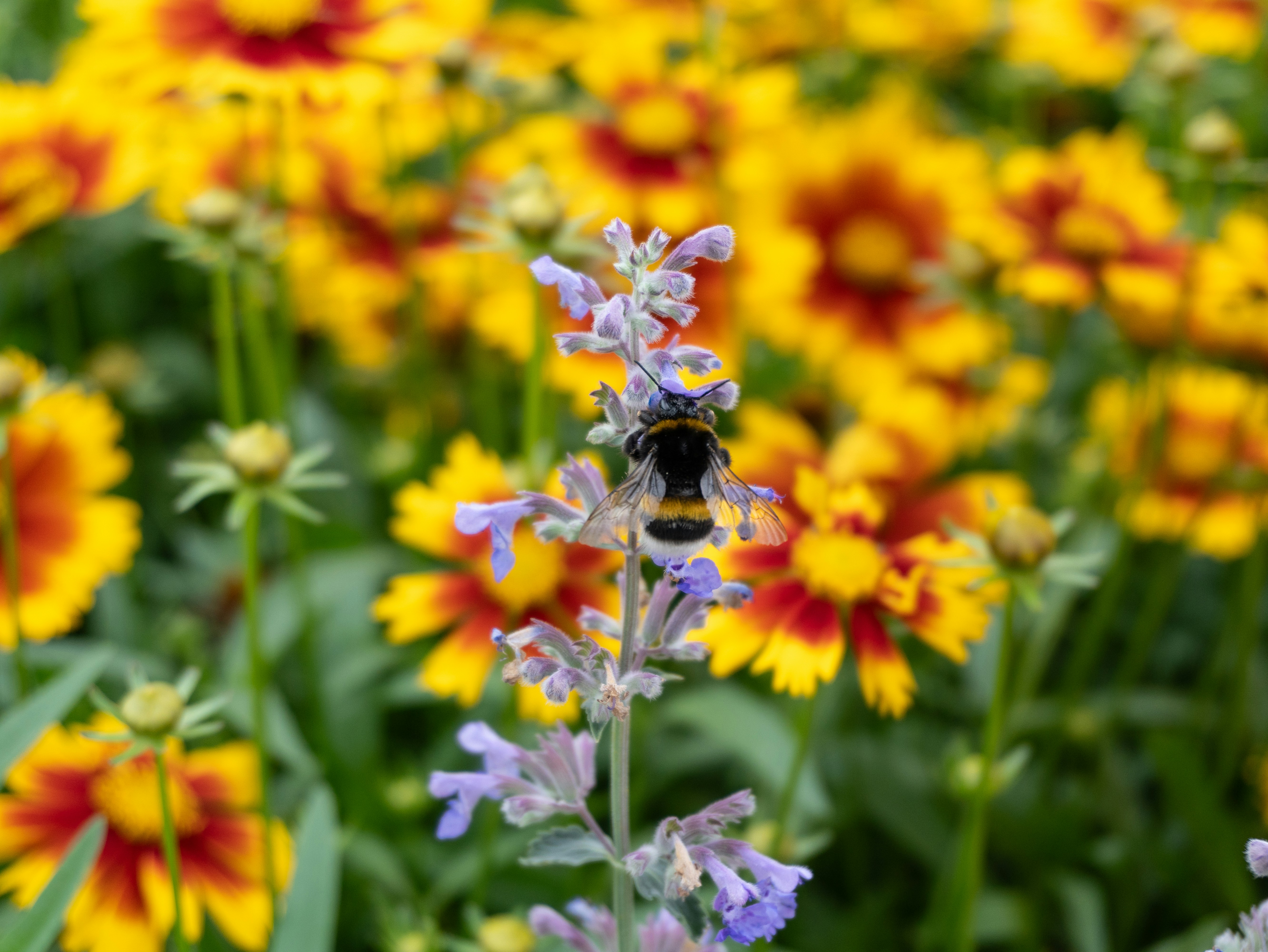 A bunch of flowers that are in the grass photo – Free Bumblebee Image ...