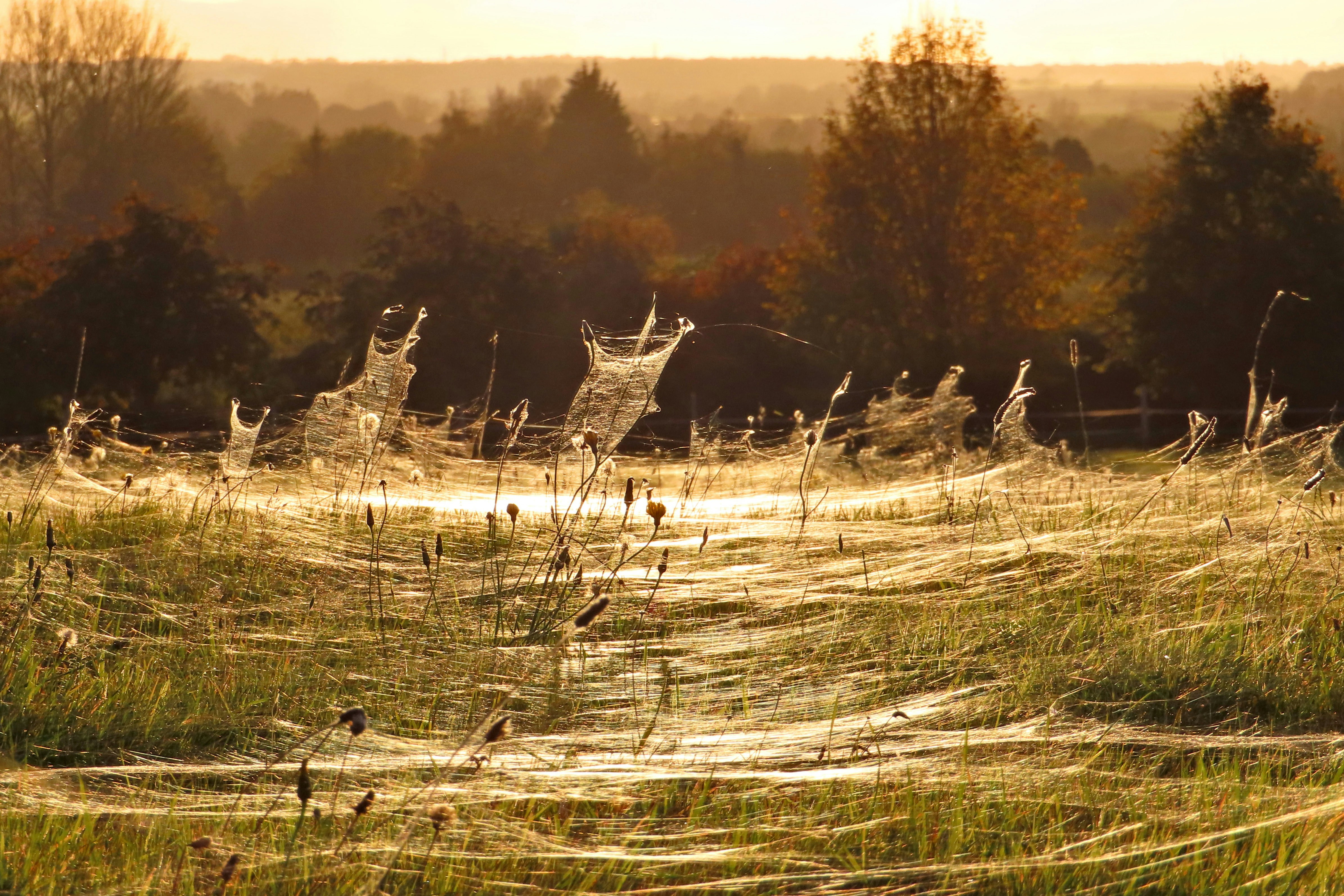 Golden Hour Lace: Spiderwebs Sparkle Over a Quiet Autumn Field
