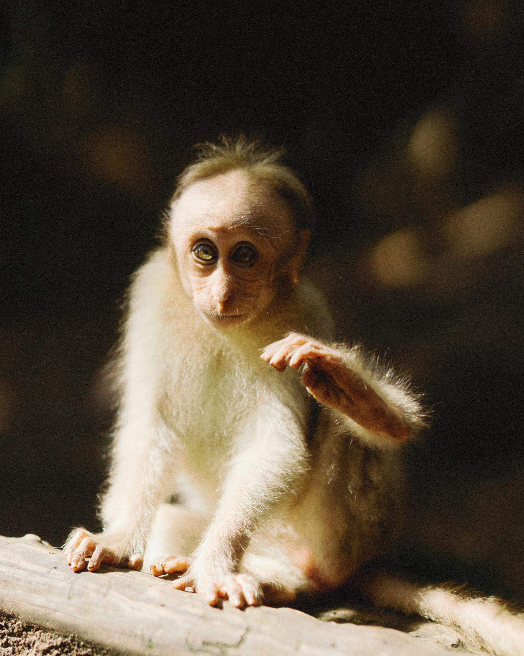 A young monkey sits on a log, raising one hand in a curious gesture against a softly blurred background.