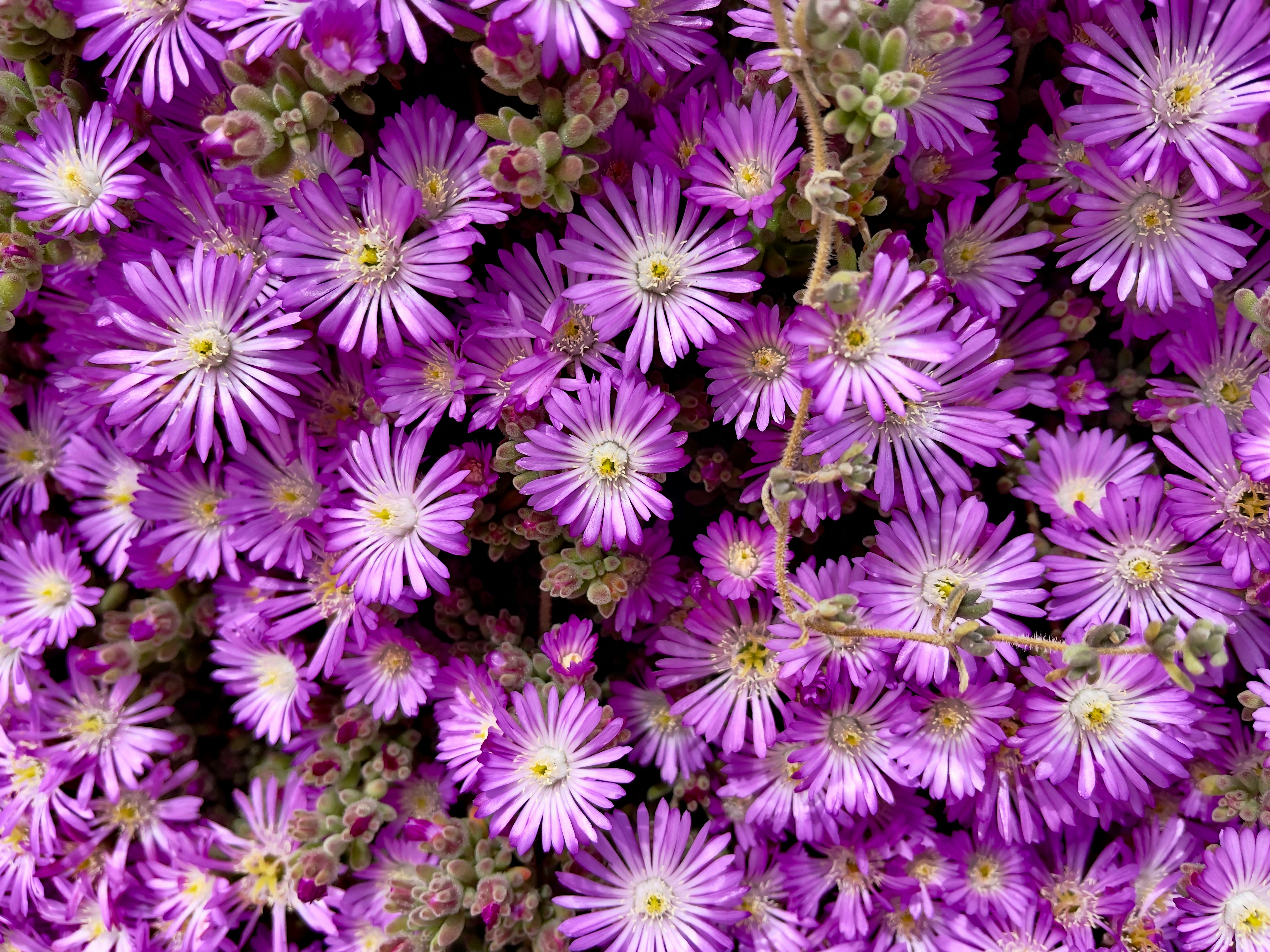 Cluster of purple flowers with delicate petals and lush green stems.