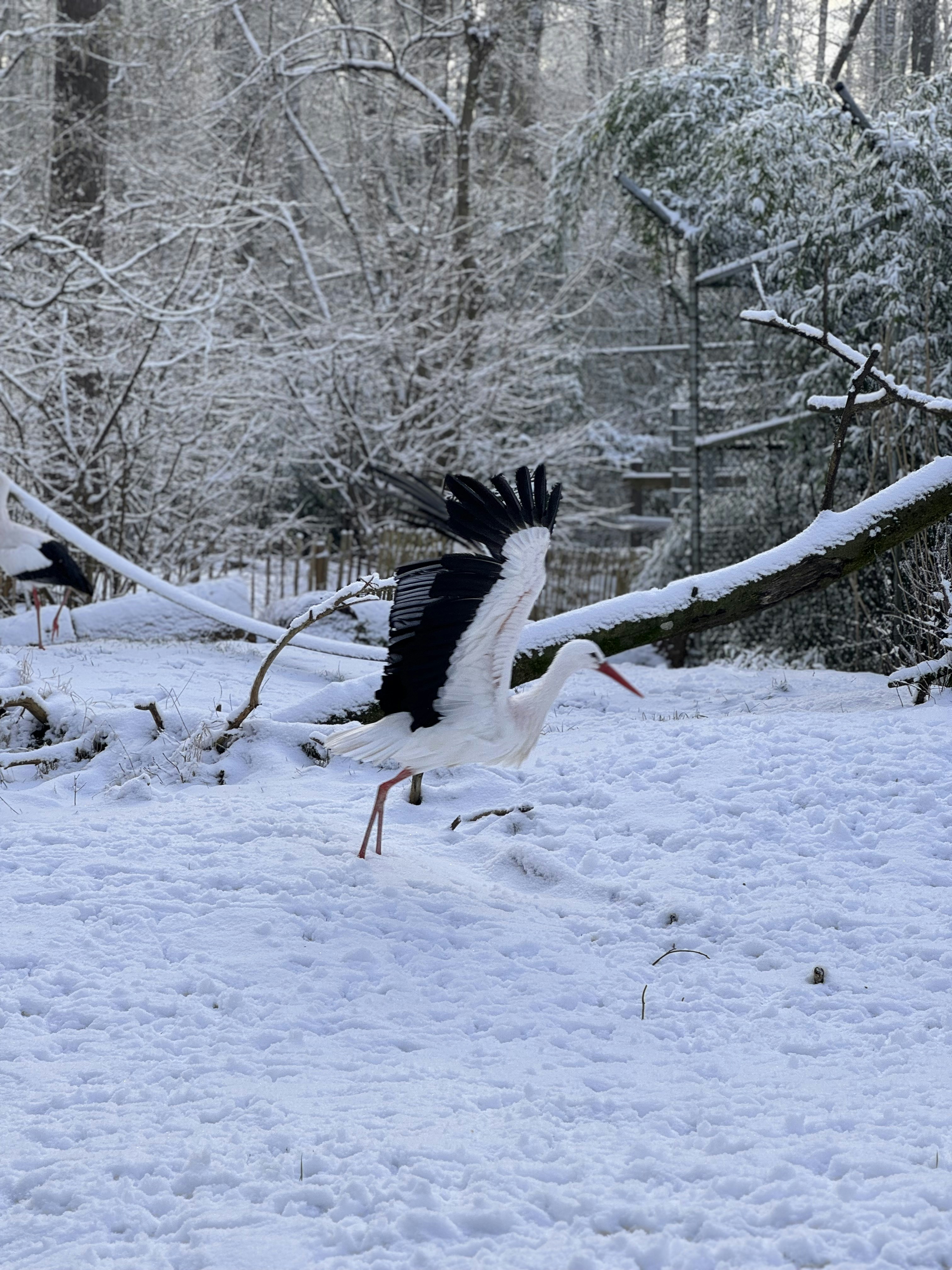 雪に覆われた森の上を飛んでいる大きな白い鳥の写真 – Unsplashのカイザースラウテルン動物園の無料画像