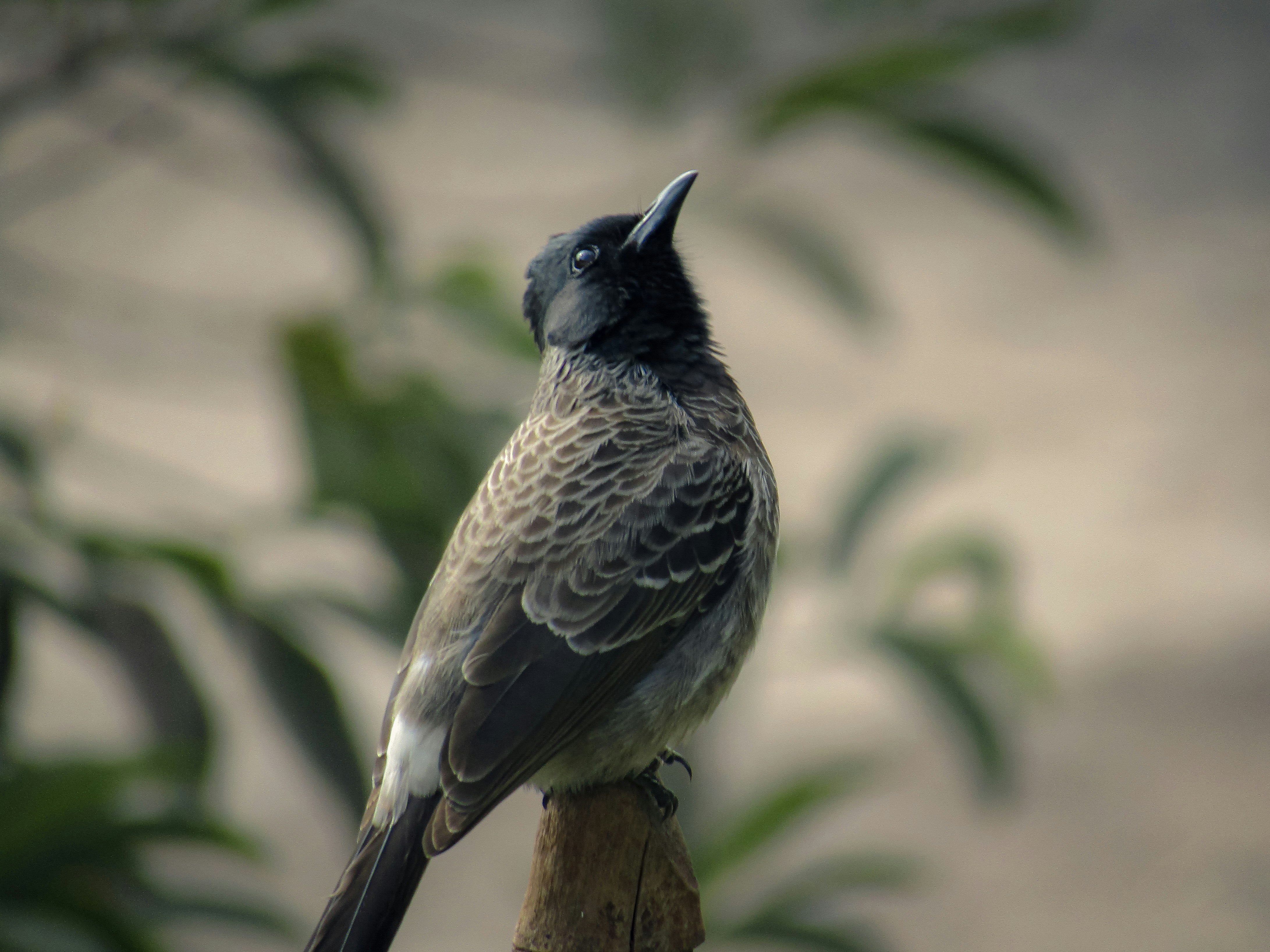 A red Vented Bulbul