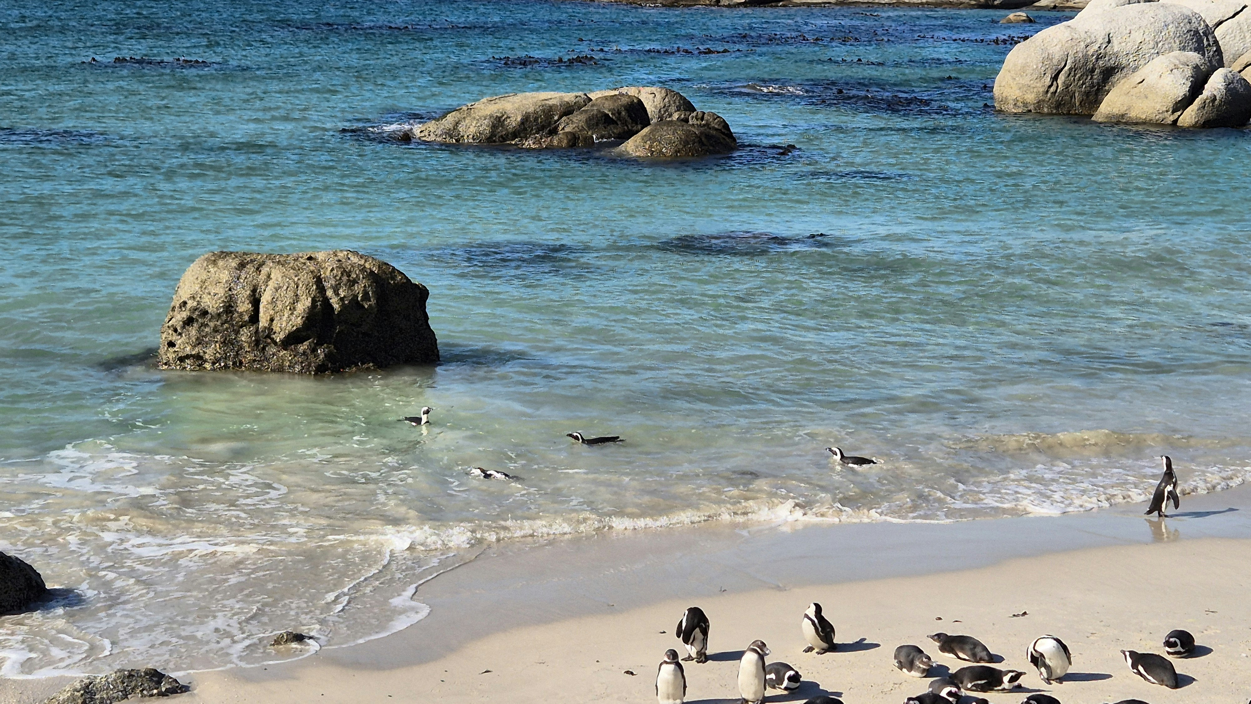 Turquoise Shoreline: Seabird Congregation Along Sunlit Sand