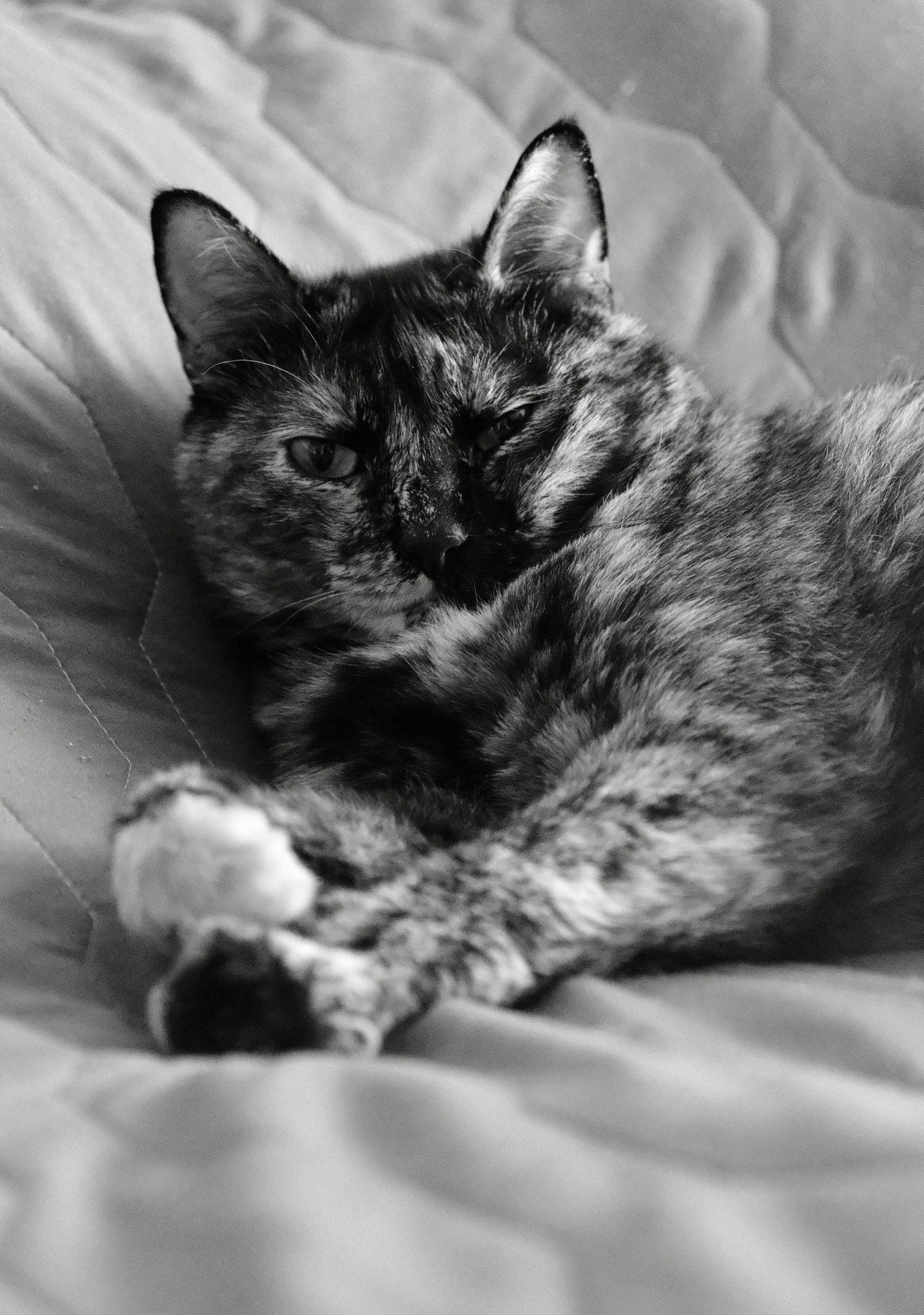 Grayscale Reverie: A Cat Lounges on a Quilted Bed