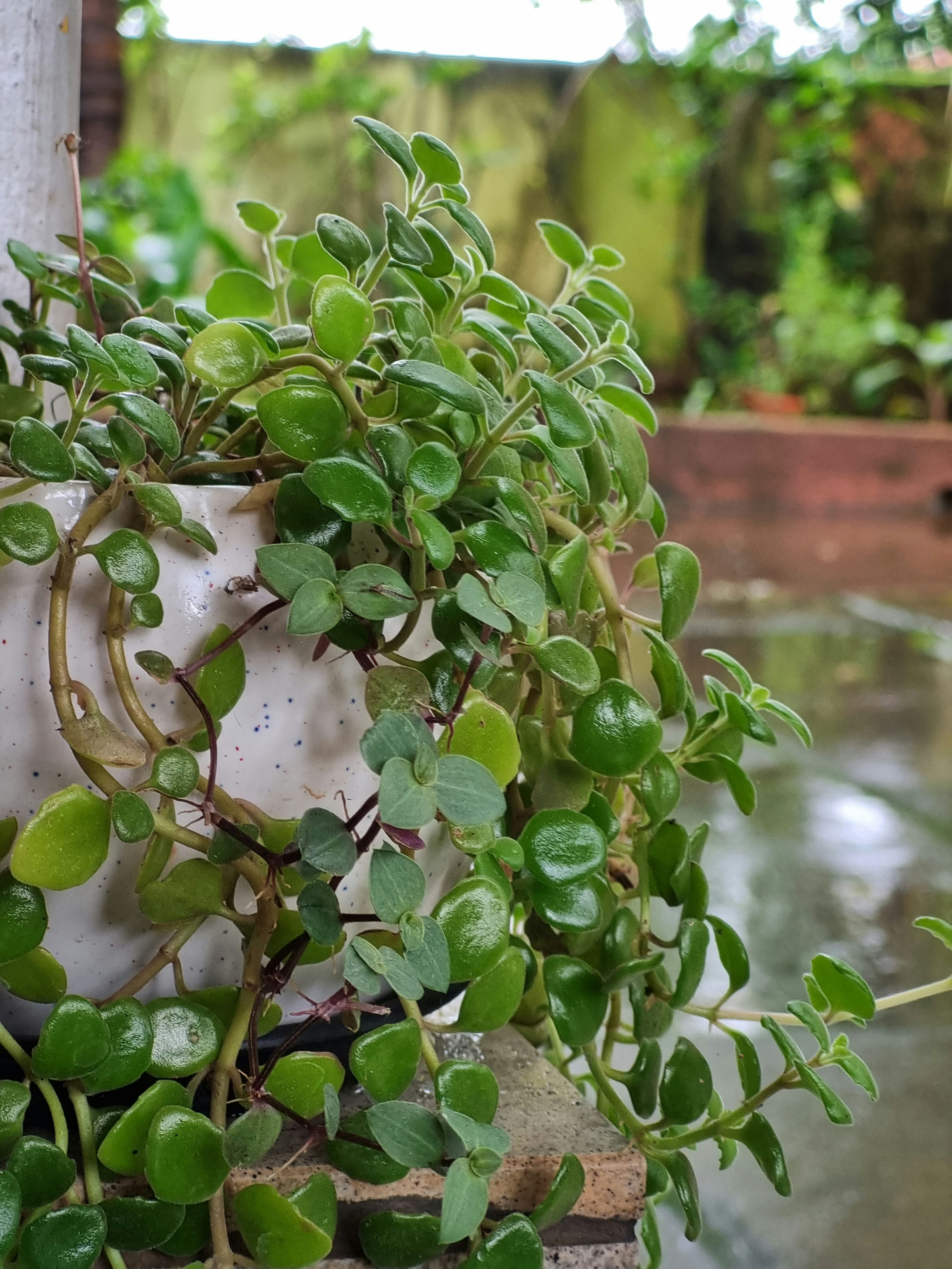 Verdant Tangle on a Pot: A Close-Up of Houseplant Vines