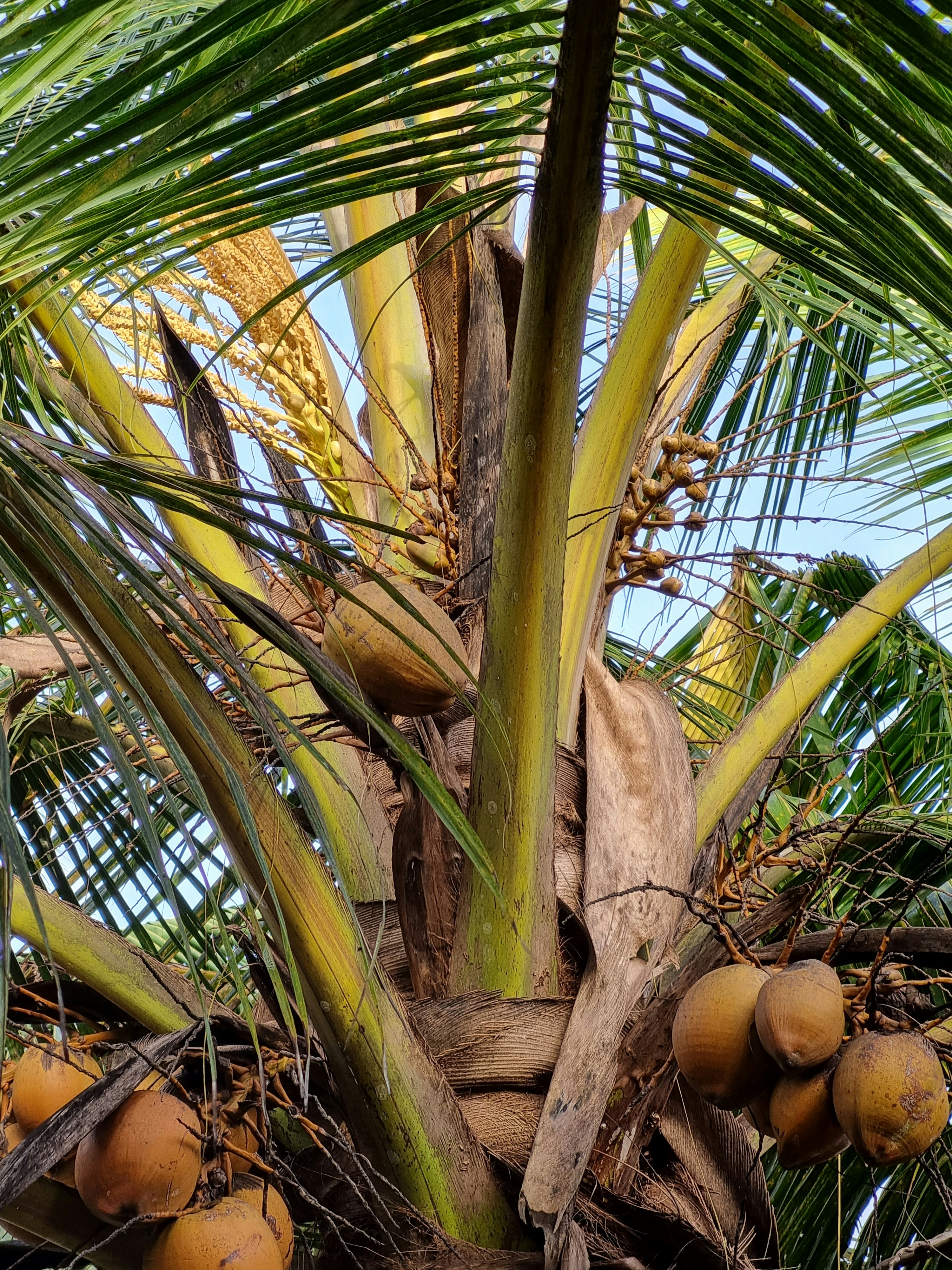 Between Fronds: Close-Up of a Palm's Coconut Cluster in Dappled Light
