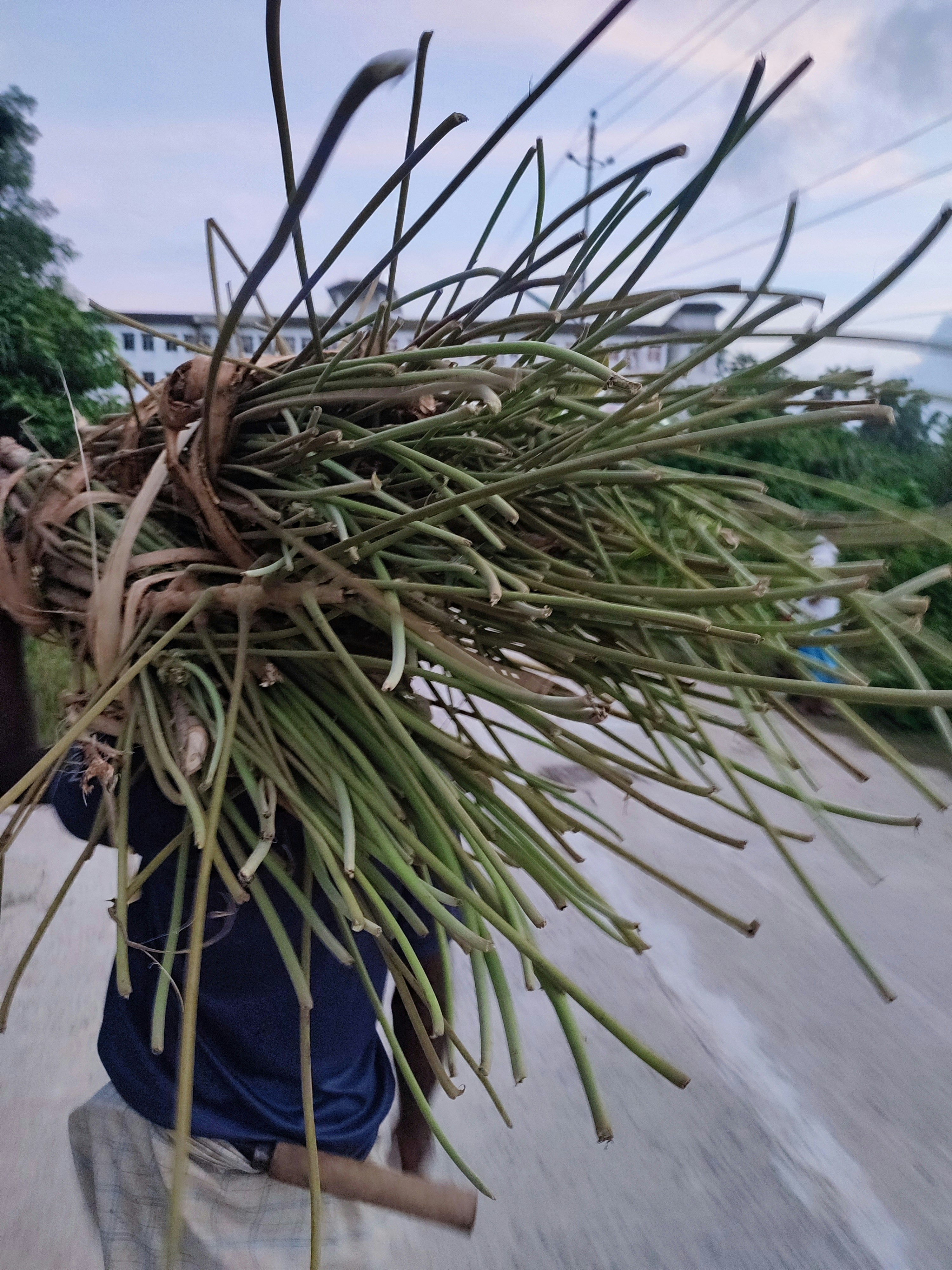 Frond Freight on a City Street: Palm Bundle Carrier