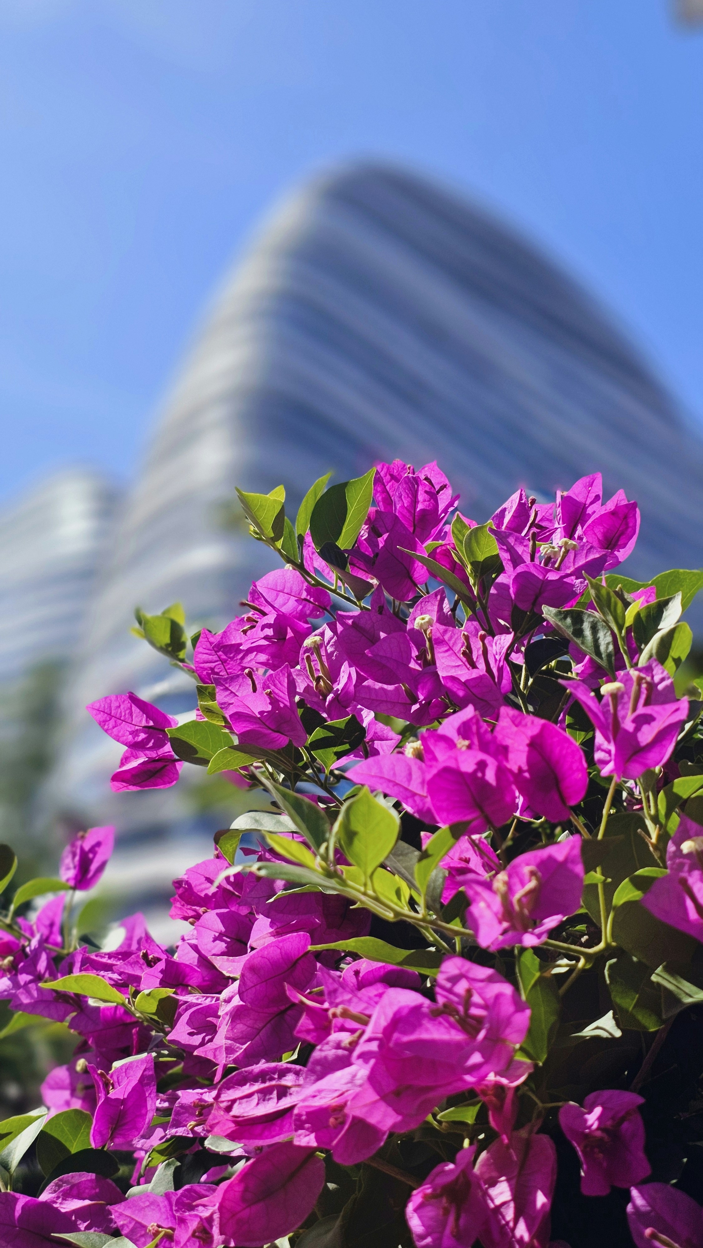 Magenta Bougainvillea Framing a Glassy Skyline