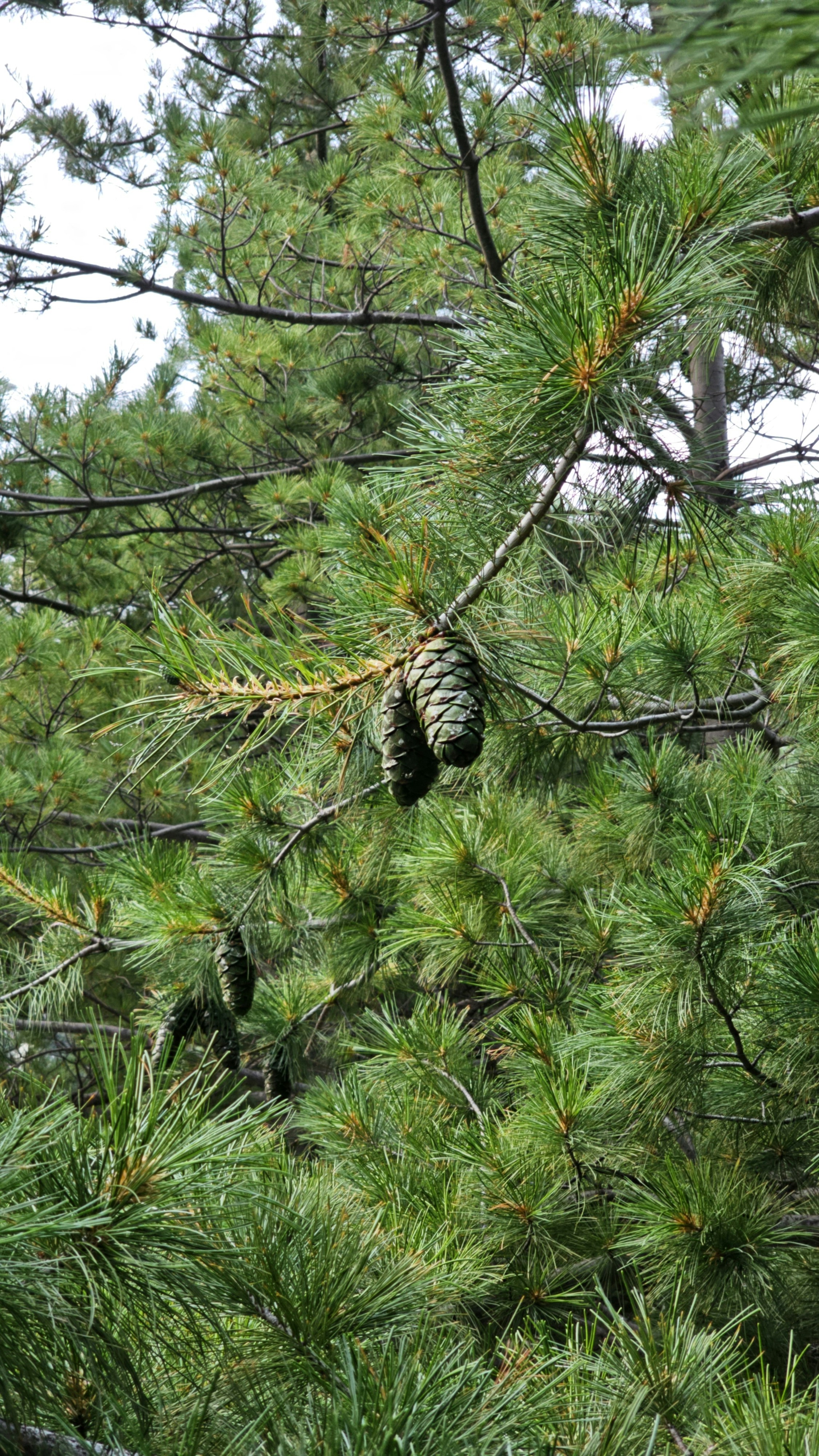 Lone Pinecone Framed by a Tangle of Pine Needles