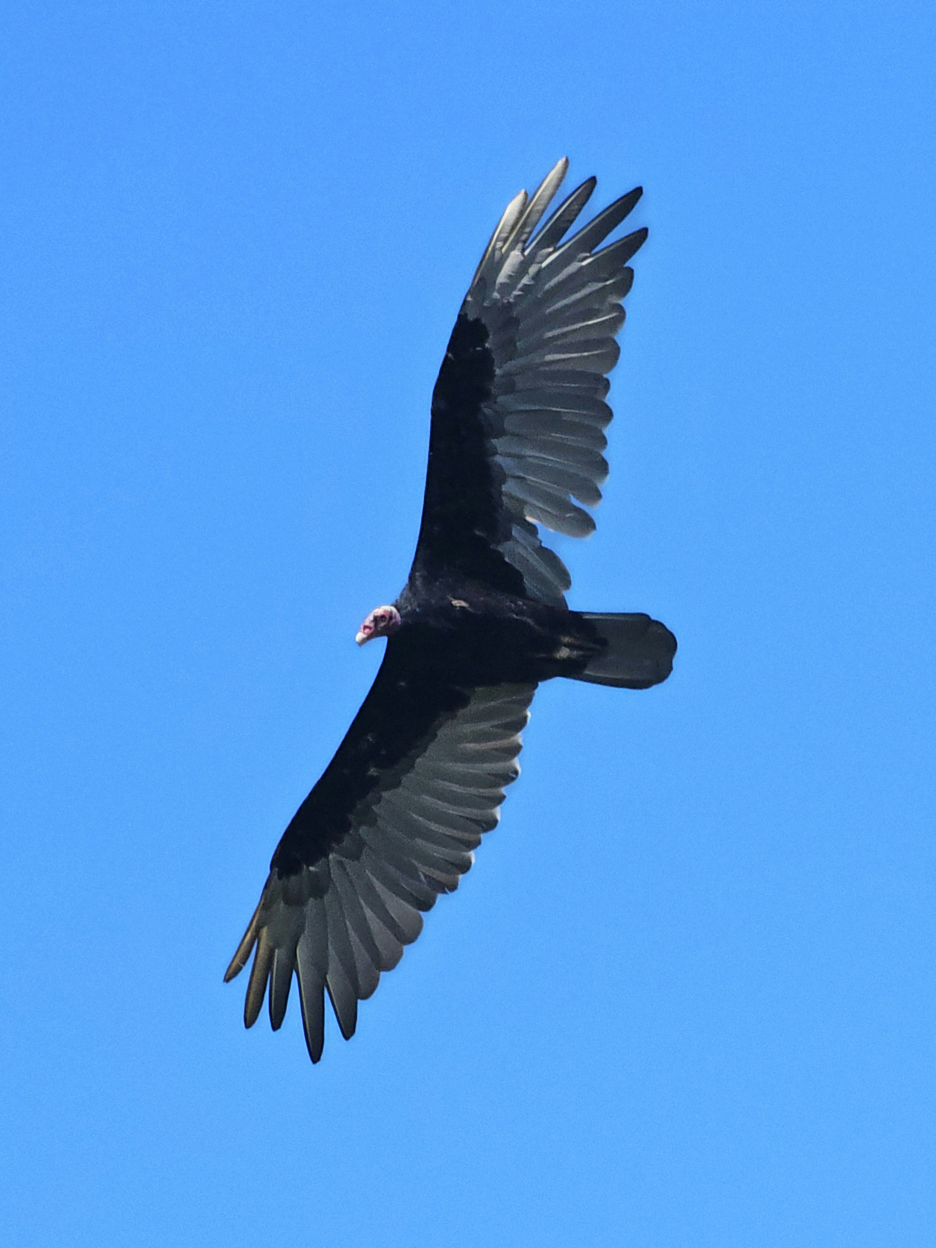 A large black bird flying through a blue sky photo – Free Bird Image on ...