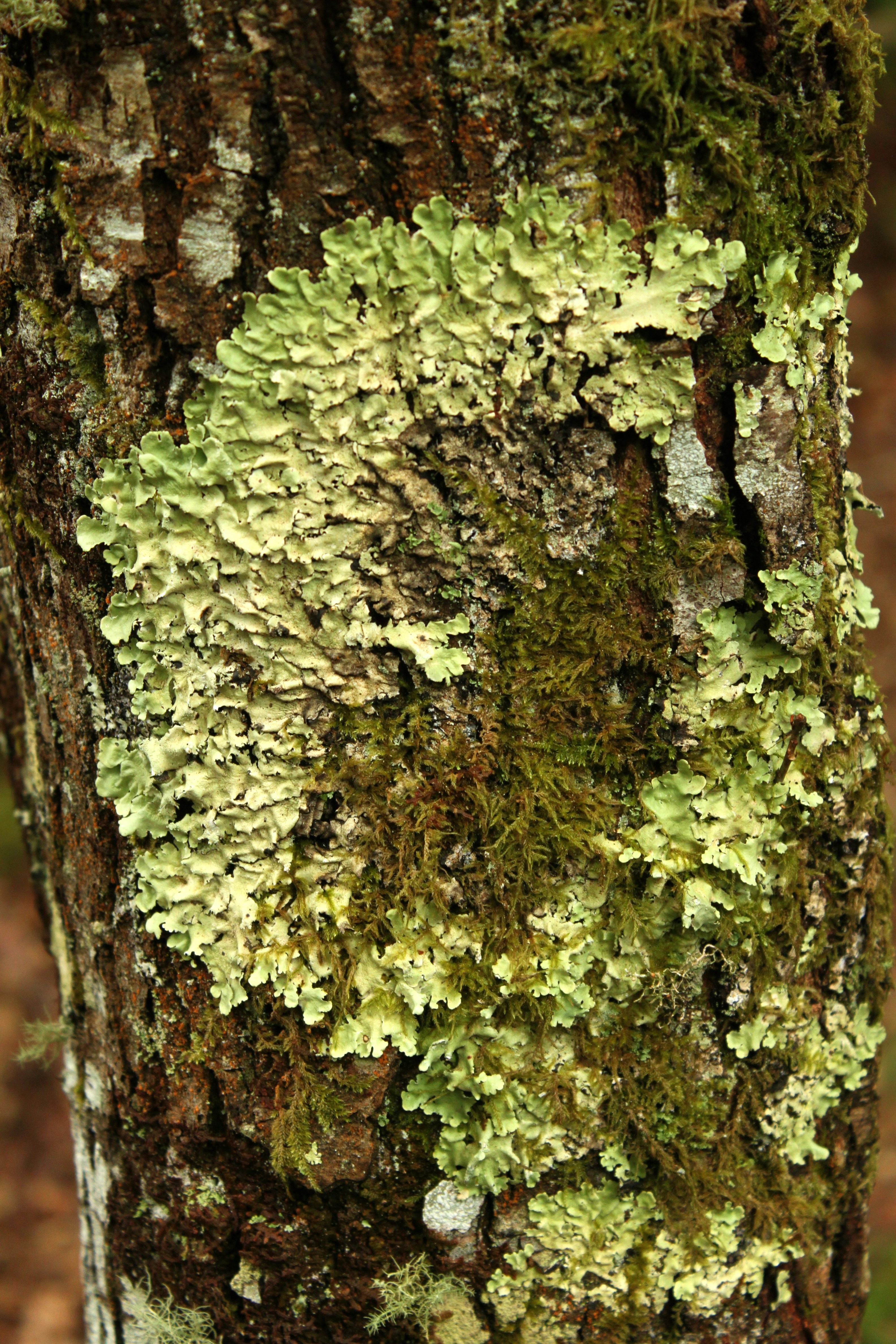 Emerald Mosaics Cling to Weathered Bark