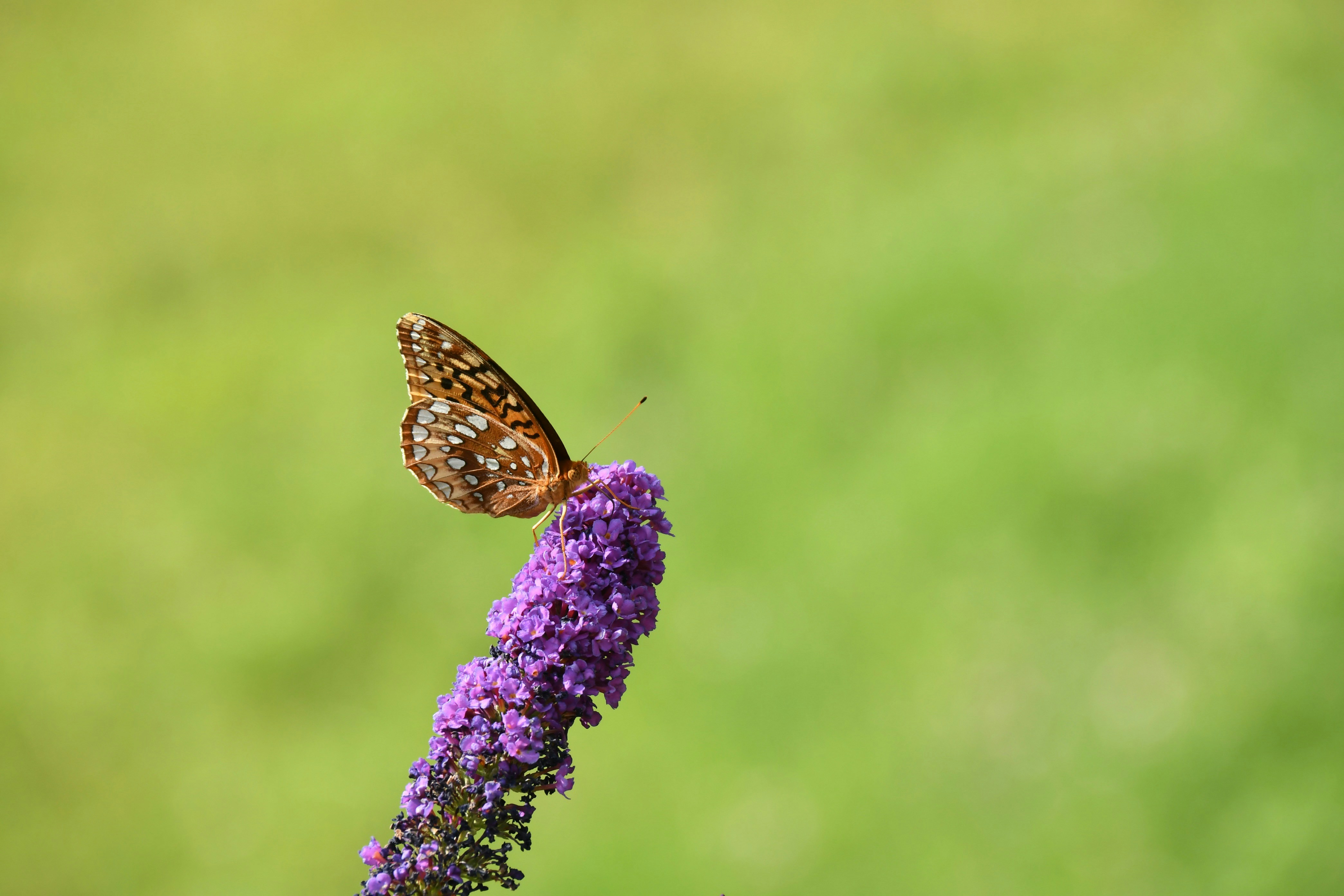 Delicate Dance of Nature's Palette
