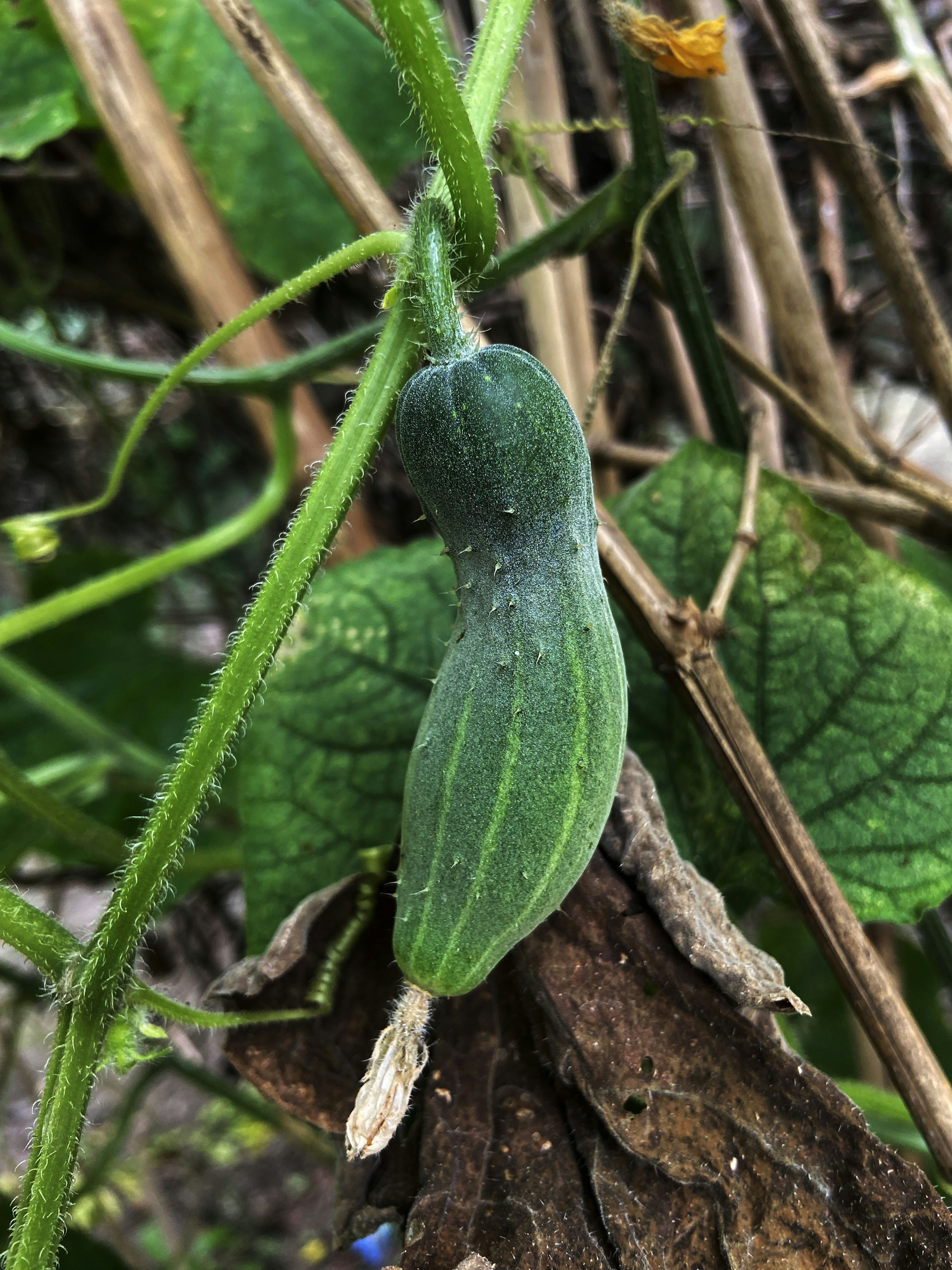 Emerald Cling: a Young Cucumber Pendant on a Fuzzy Vine