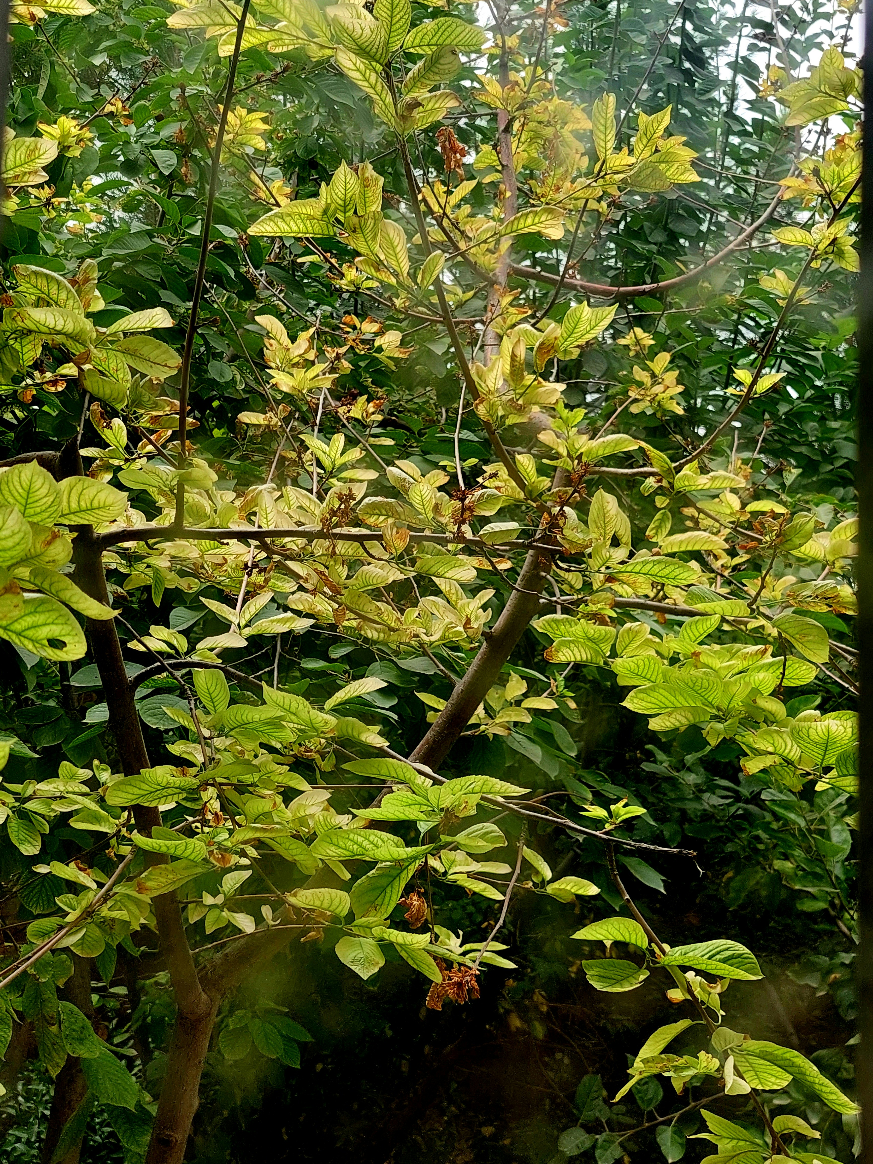 Photo by Mohamad Mostafa Salehi with Samsung Galaxy A72