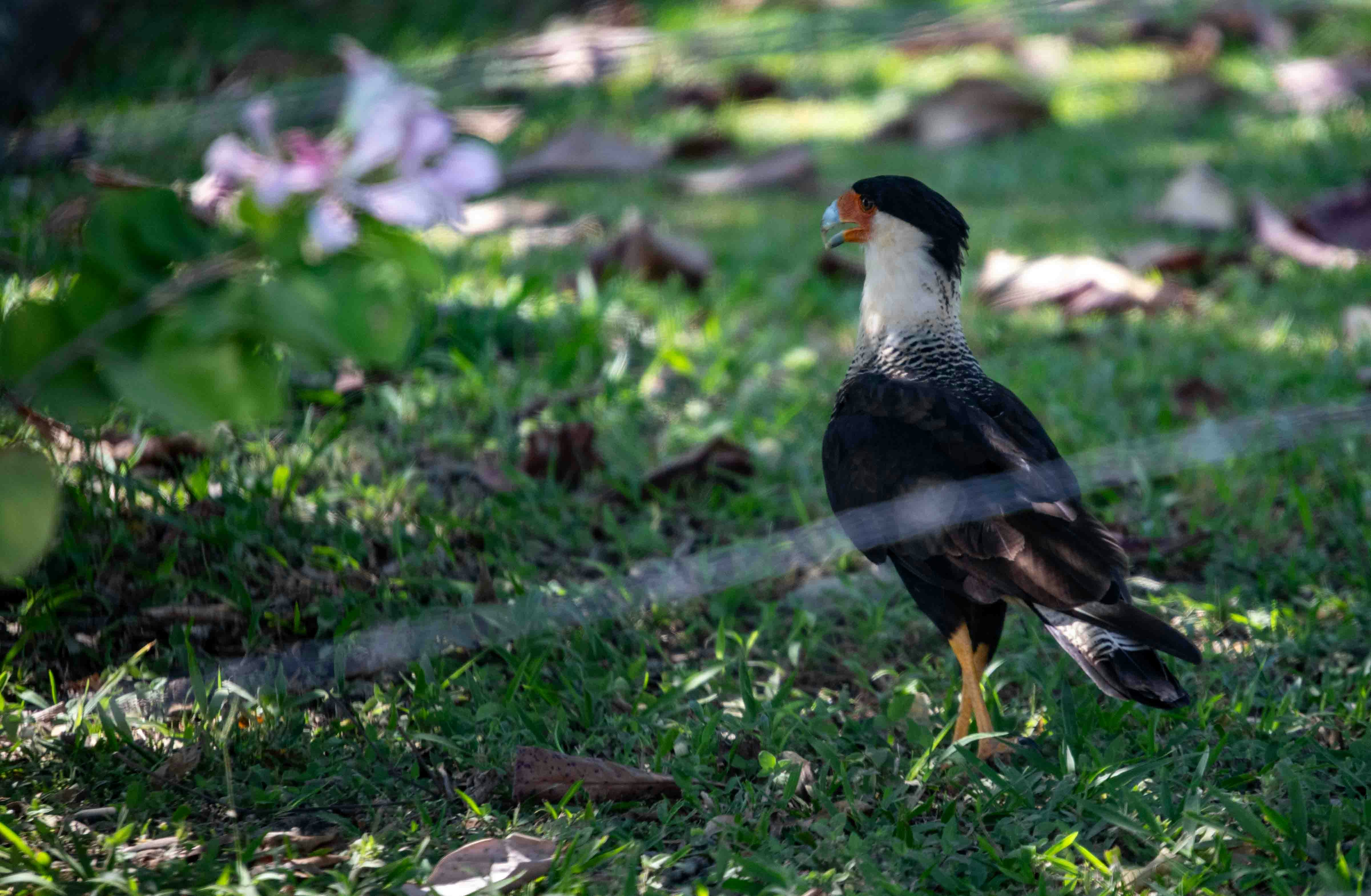 Patchwork Shade Guardian: A Black-and-White Bird with an Orange Beak perches in a sun-dappled garden