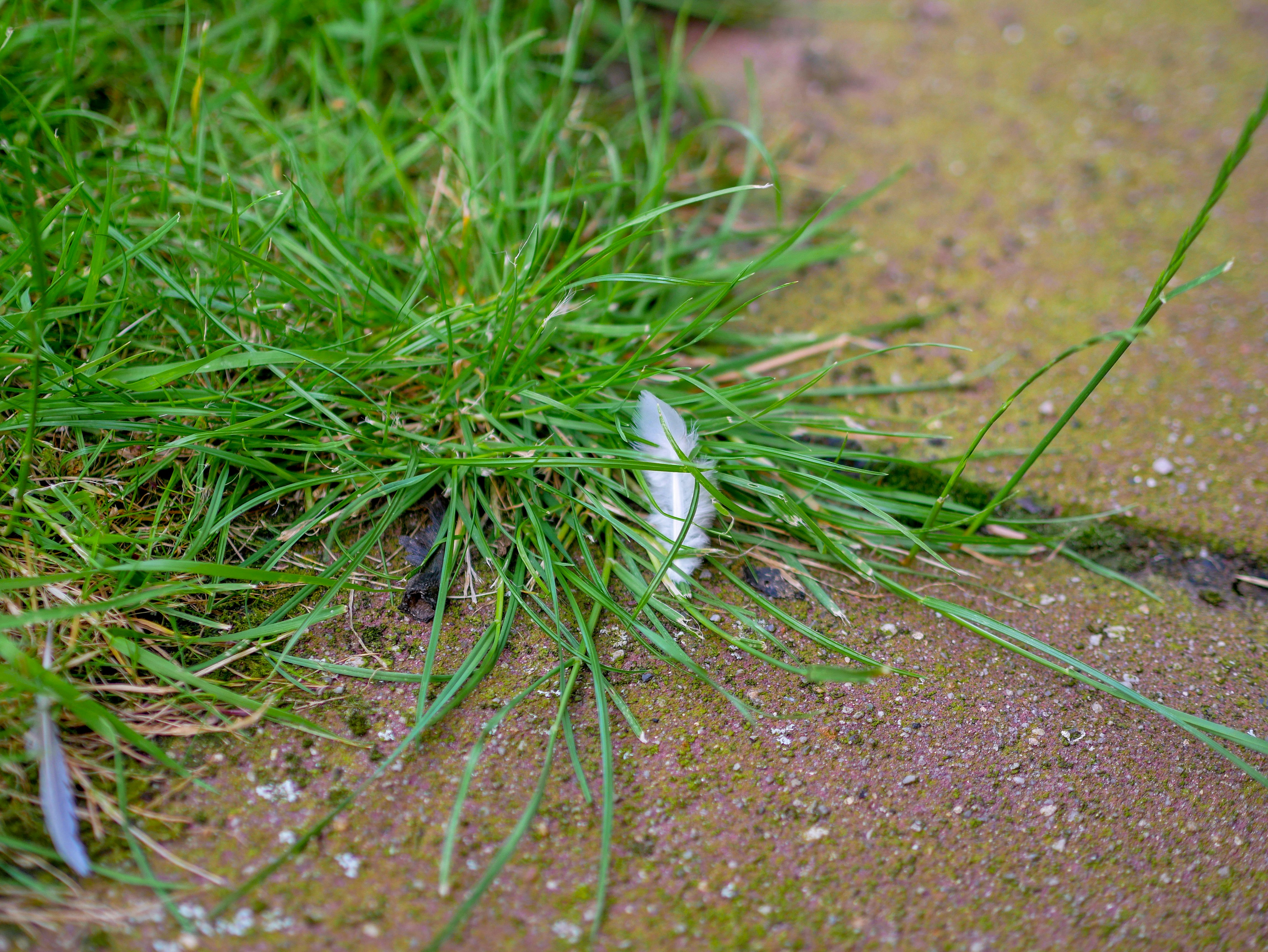A close up of some grass on the ground photo – Free Food Image on Unsplash