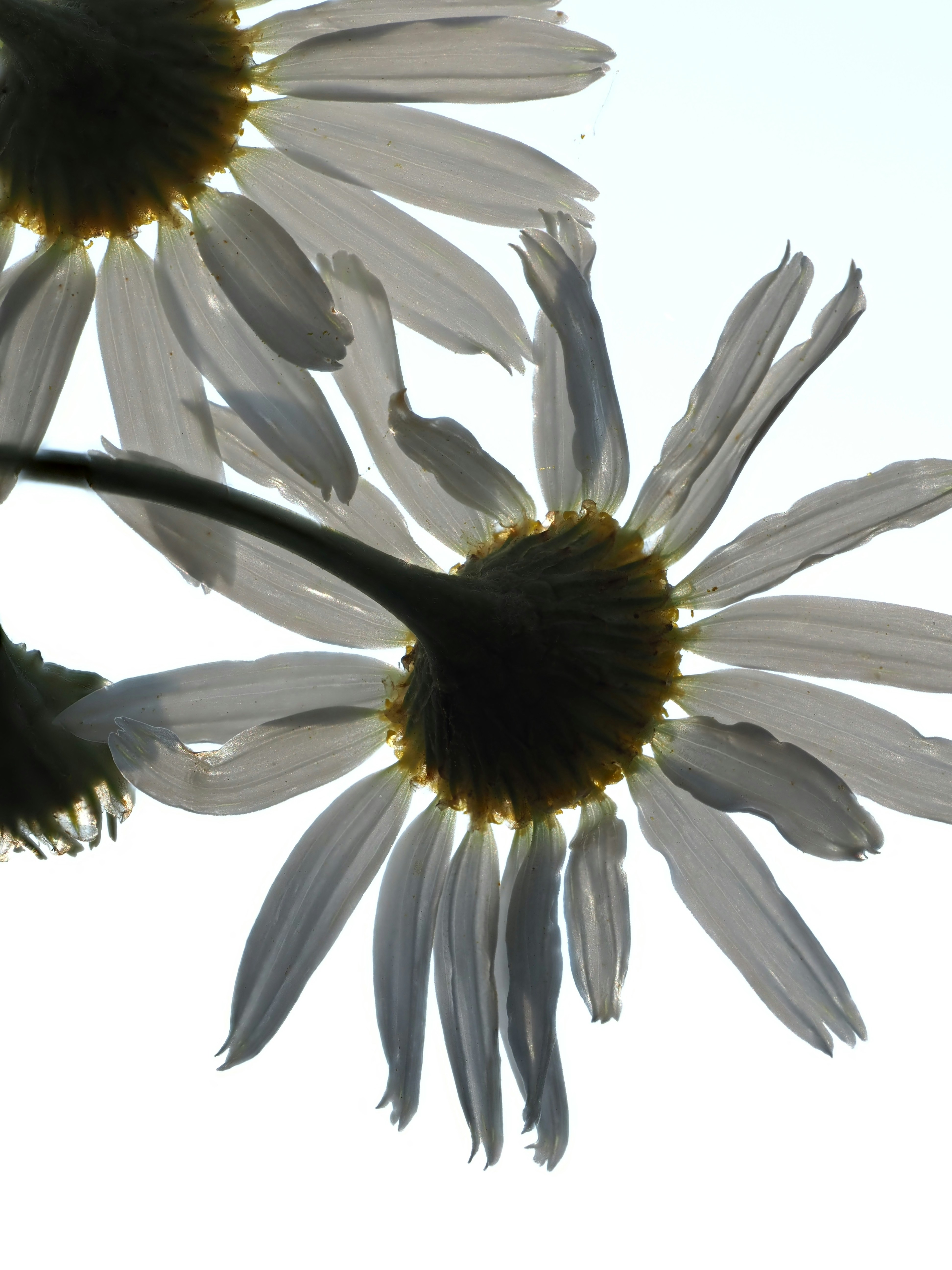 Backlit daisies in silhouette: a precise close-up of petals against sky