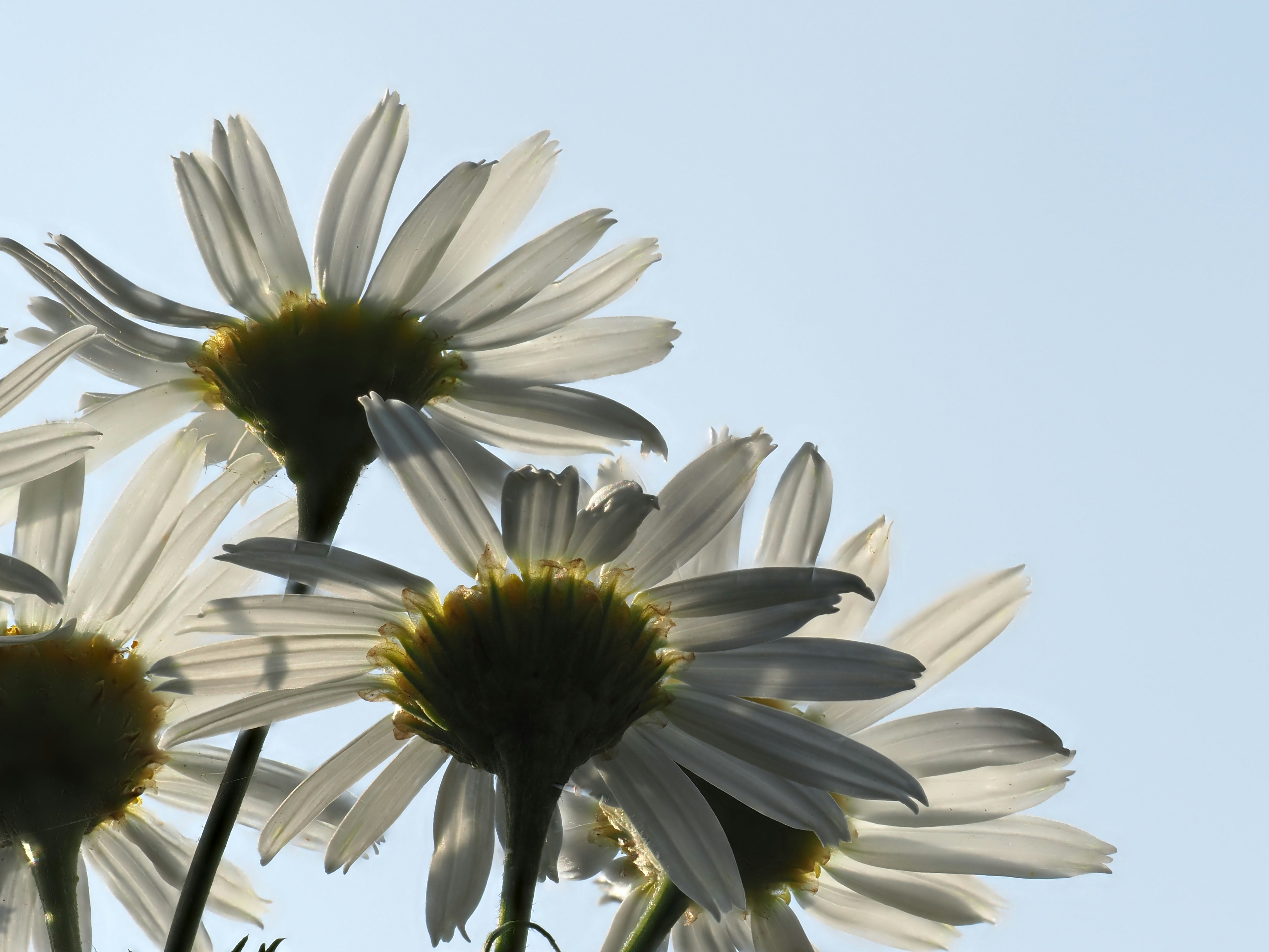 blooming chamomile against the sky