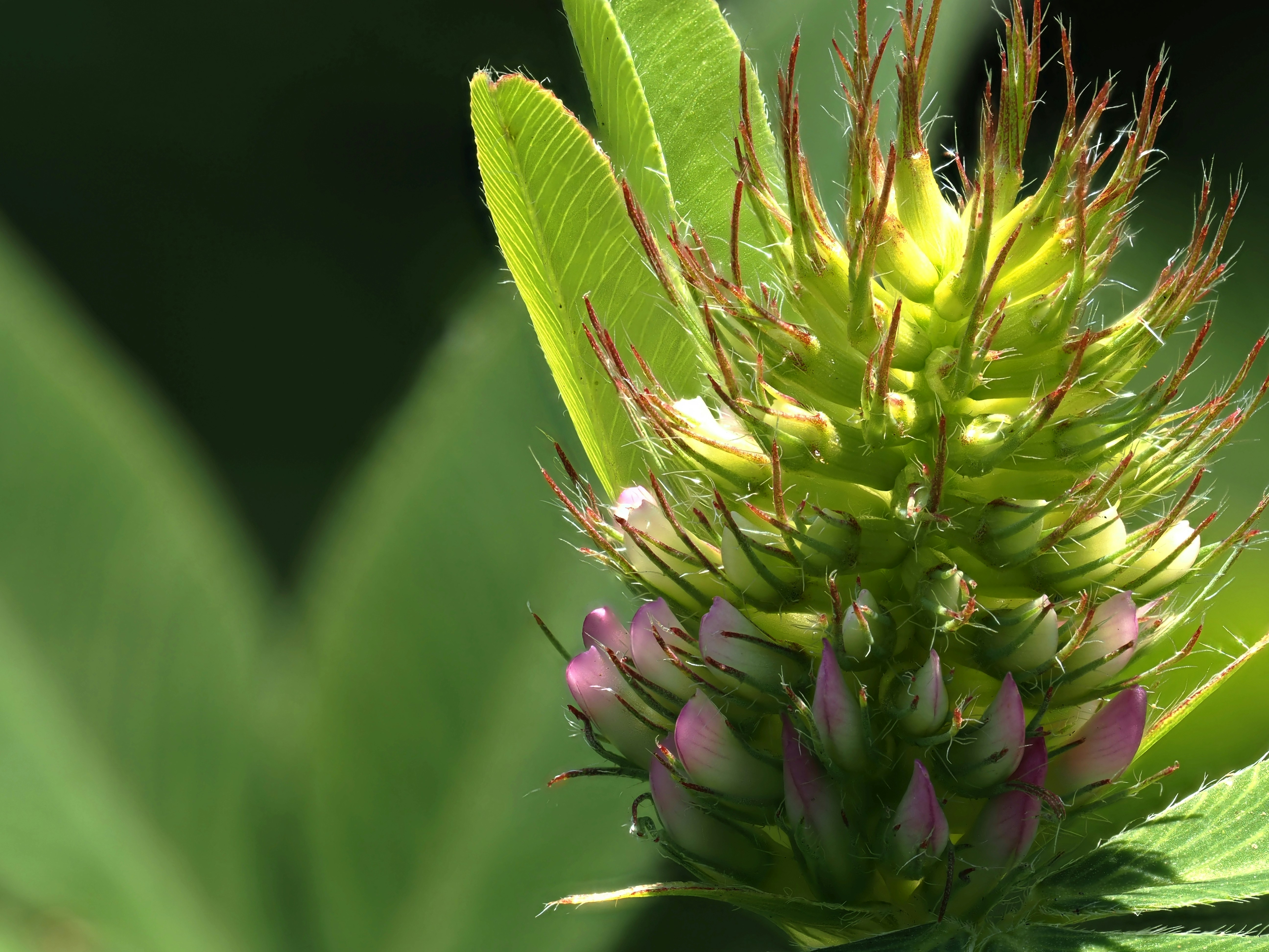 Emerald Spike Crown: Macro Portrait of a Pink-tipped Coneflower Bud