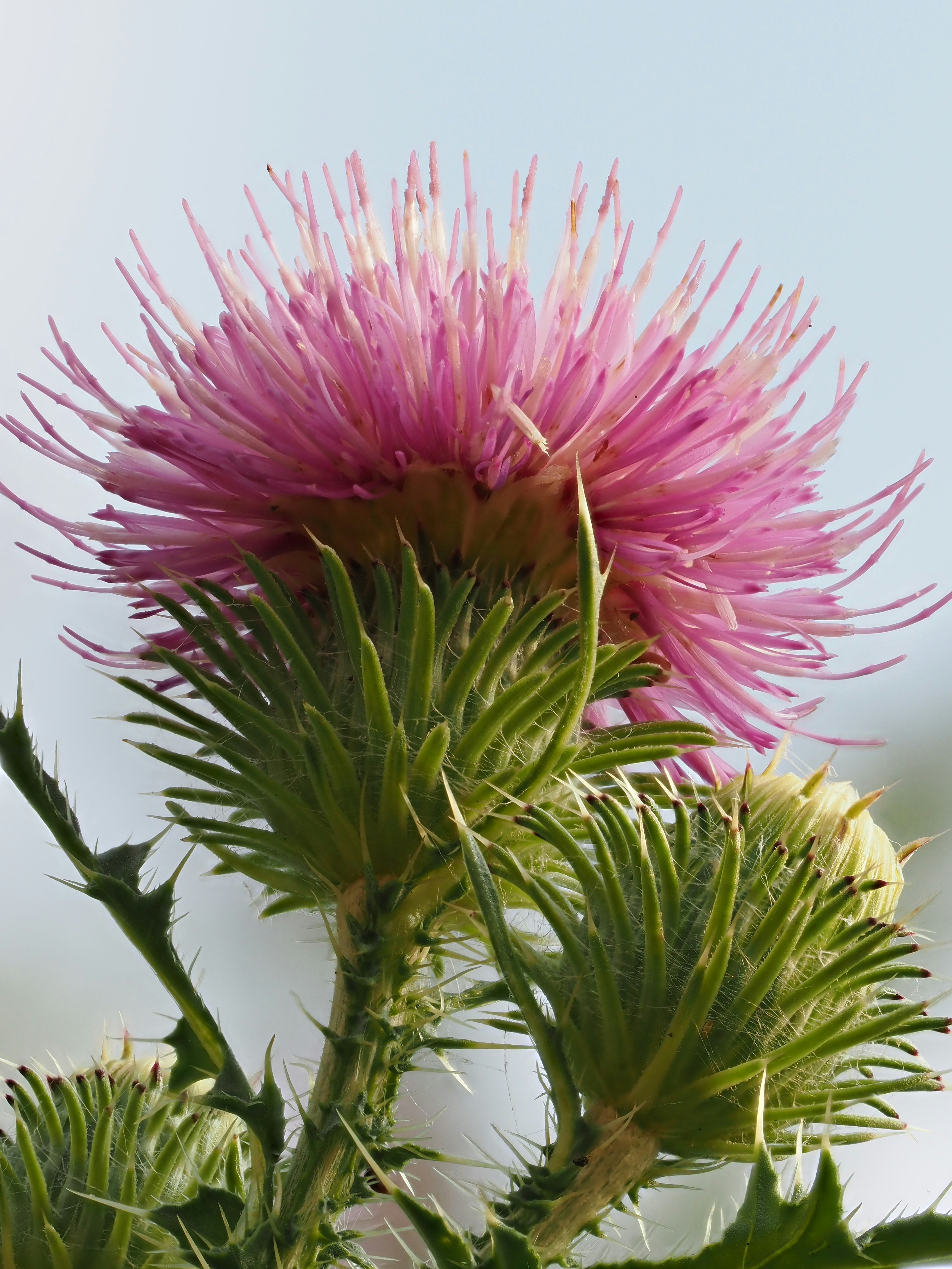 Pink Thistle Crown in Clear Daylight