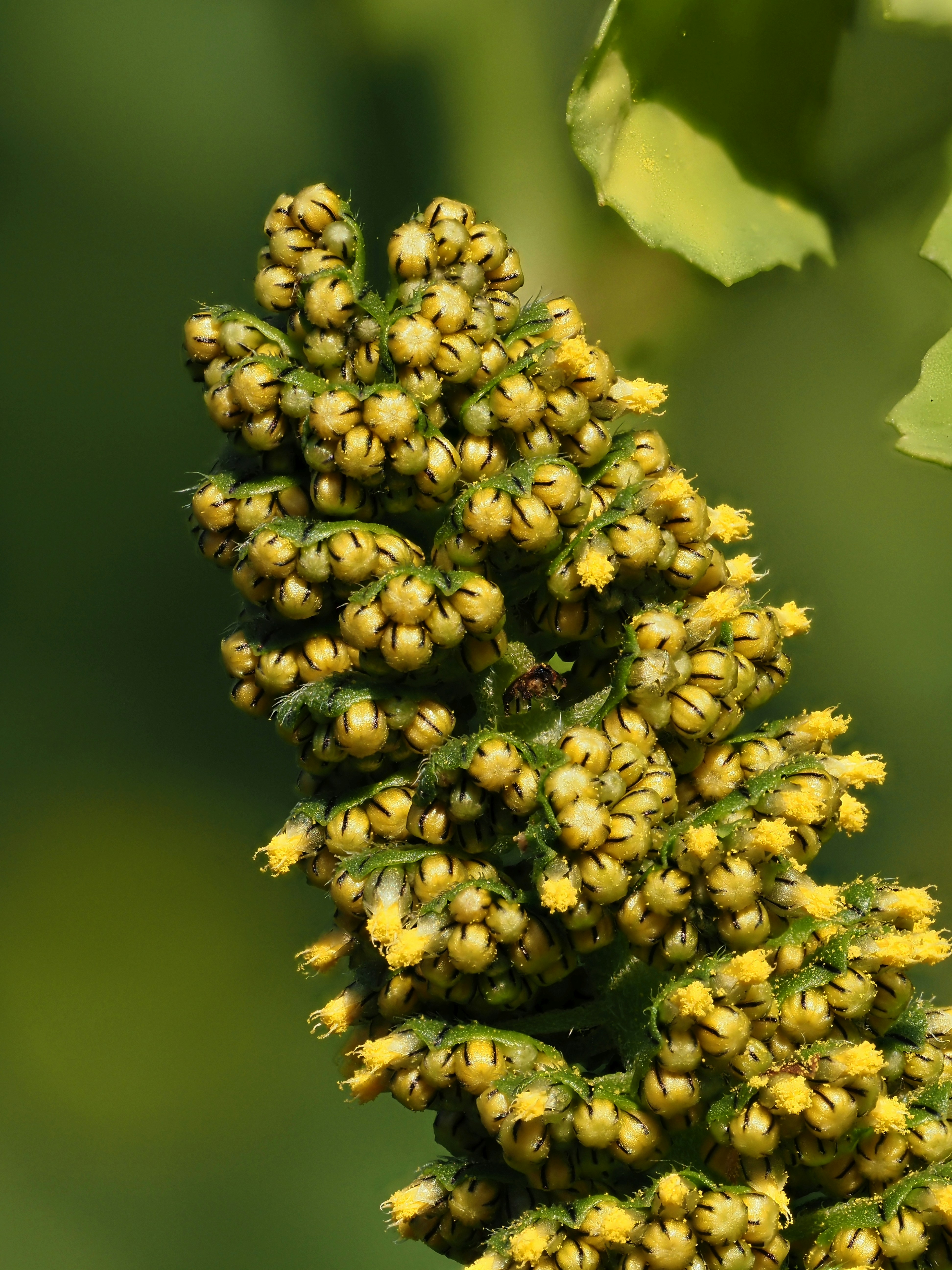 Goldenrod Spike in Focus: a sunlit cluster of tiny yellow florets against a soft green backdrop