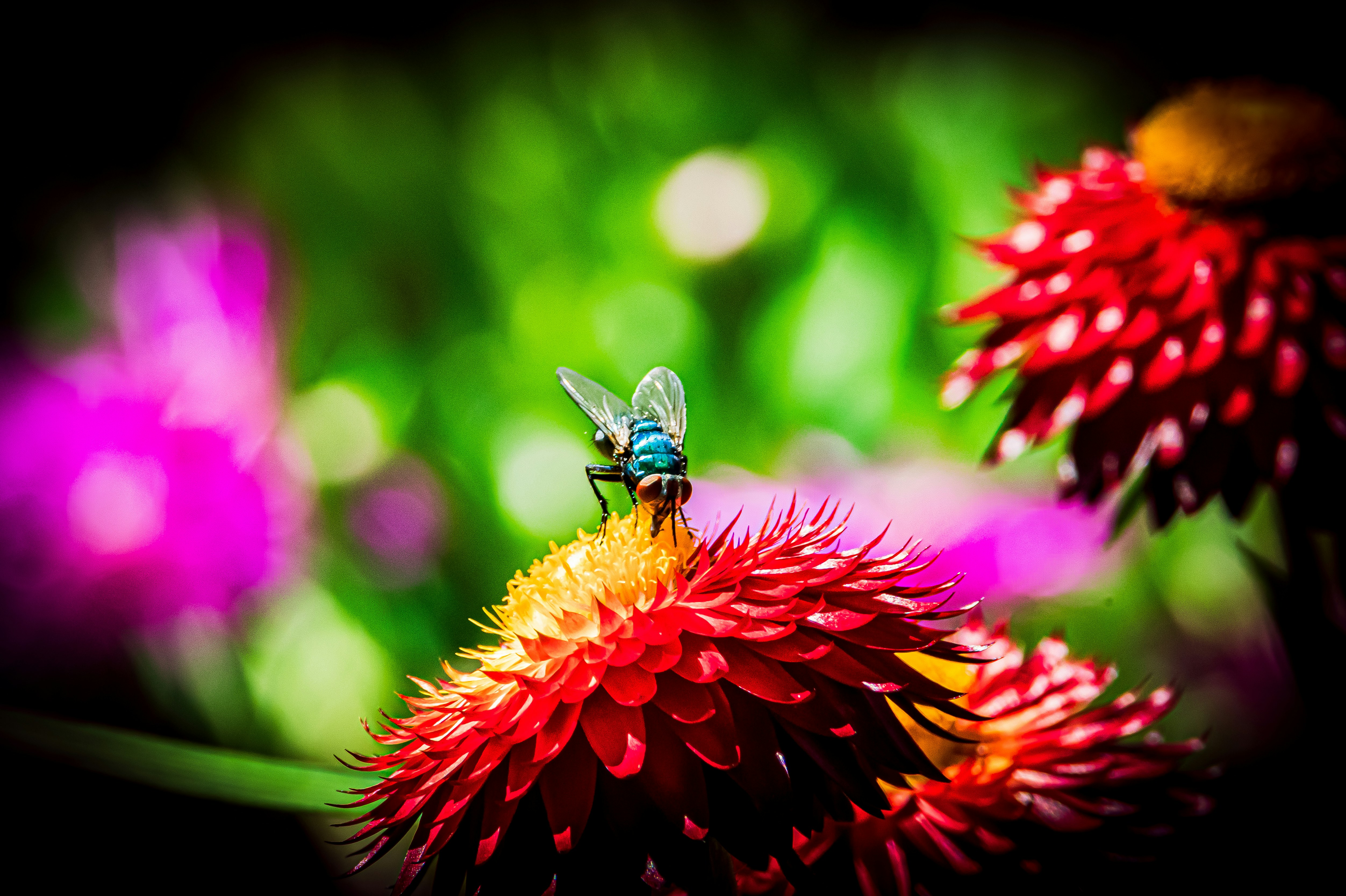 Bee on a Crimson Dome: A Tiny Pilot on a Flower Flame