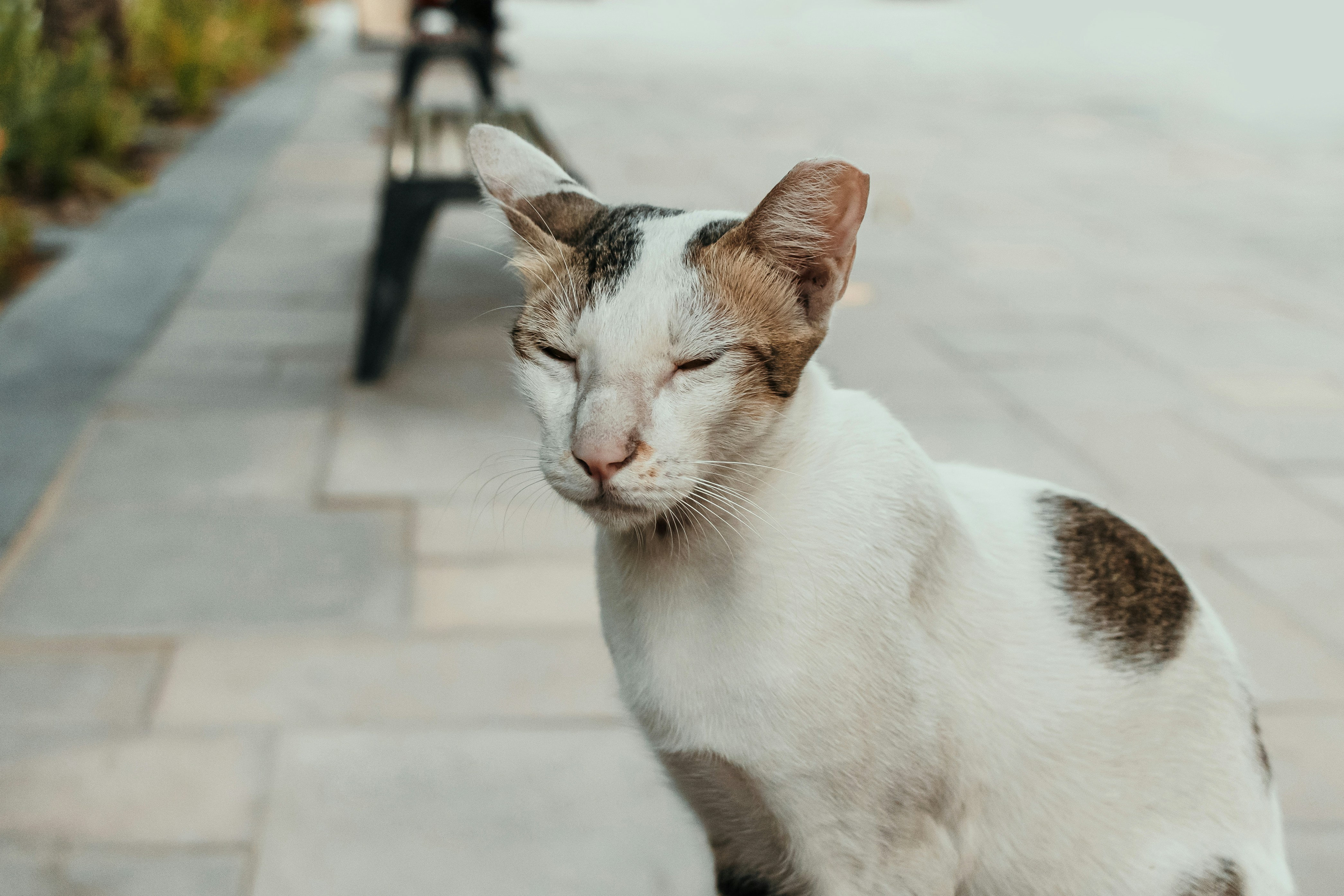 A white and brown cat sitting on a bench photo – Free Dubai - united ...