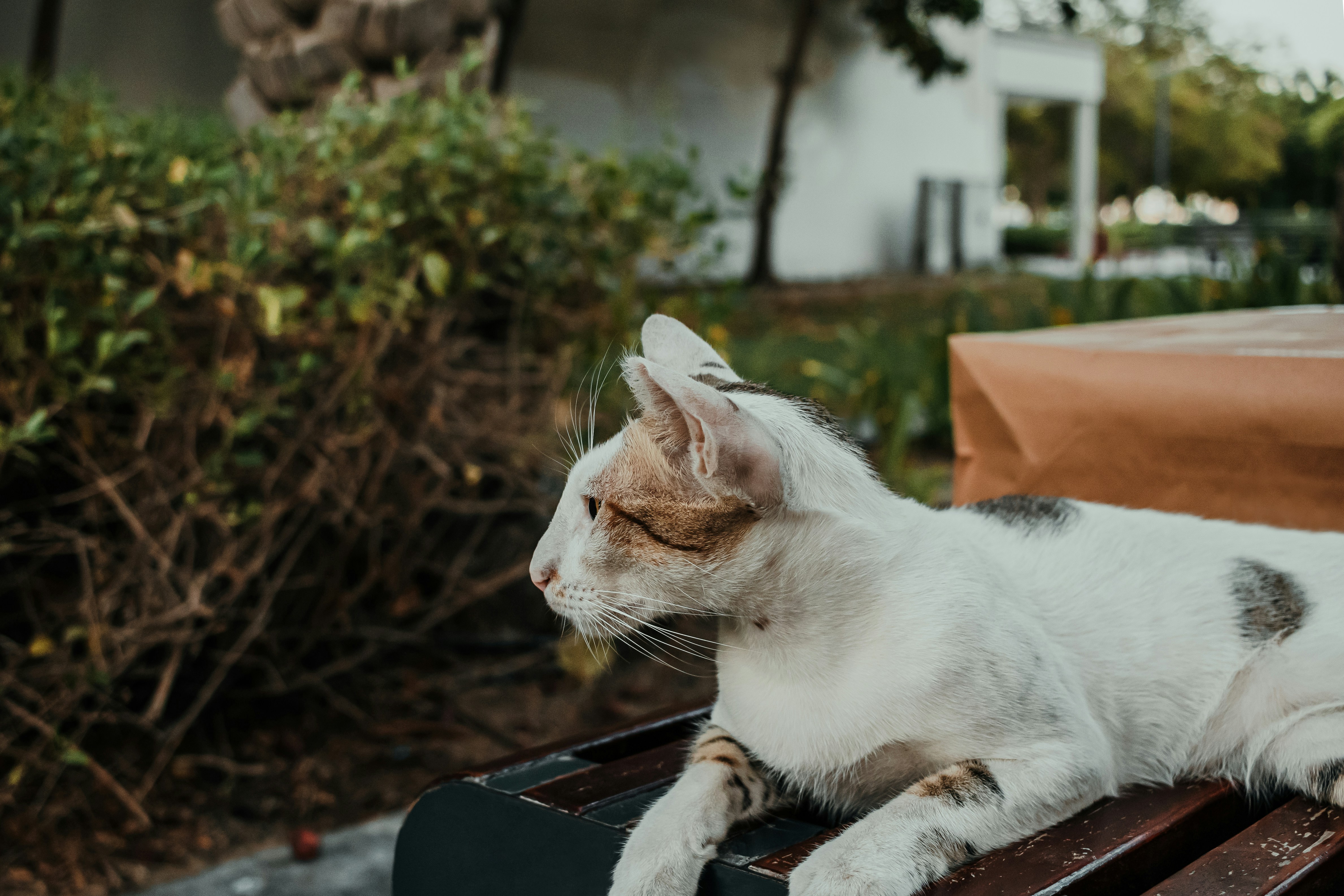 White and orange cat lounging on a bench with a blurred park background.