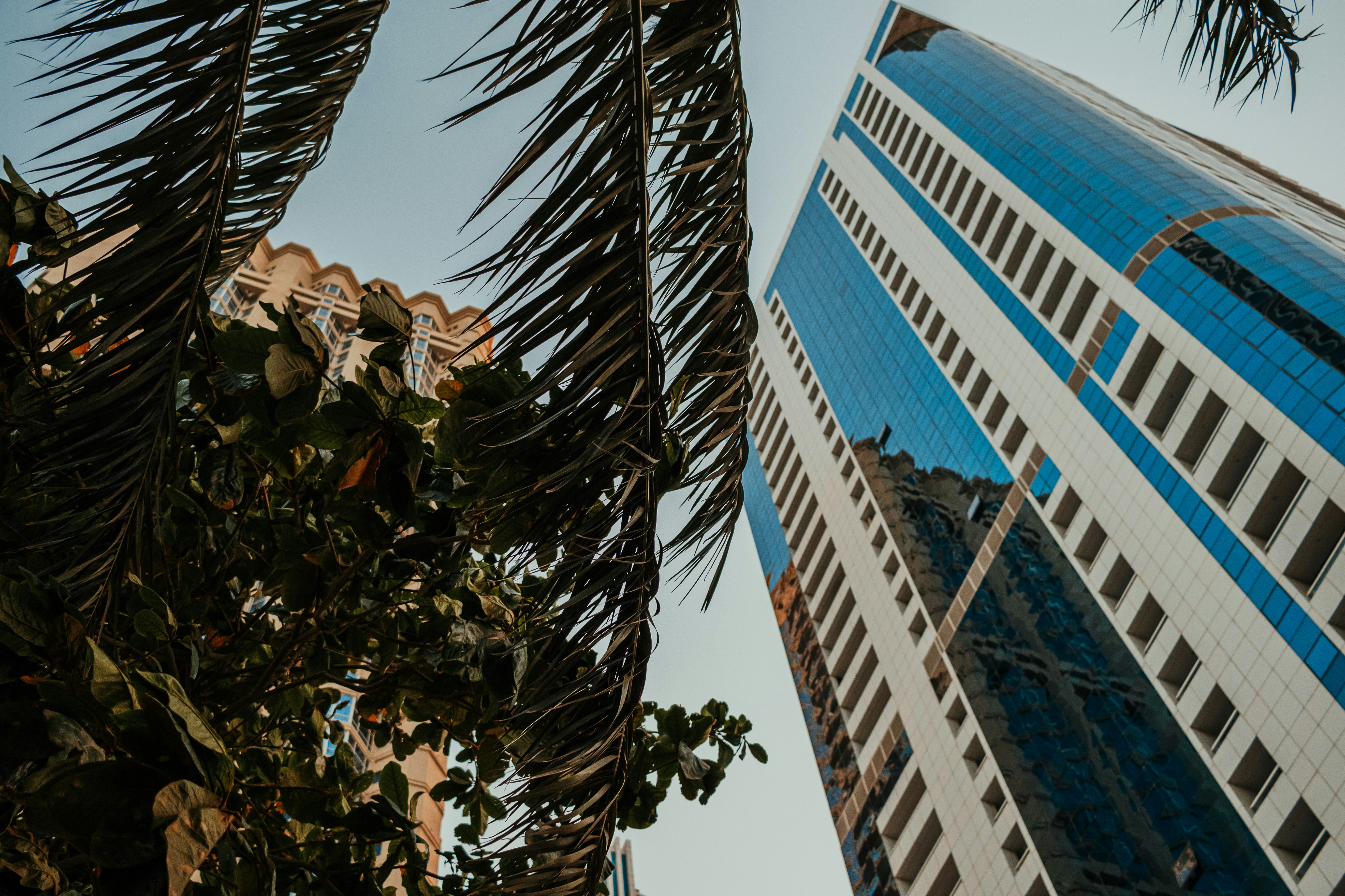 Urban architecture with palm trees on the background and blue sky