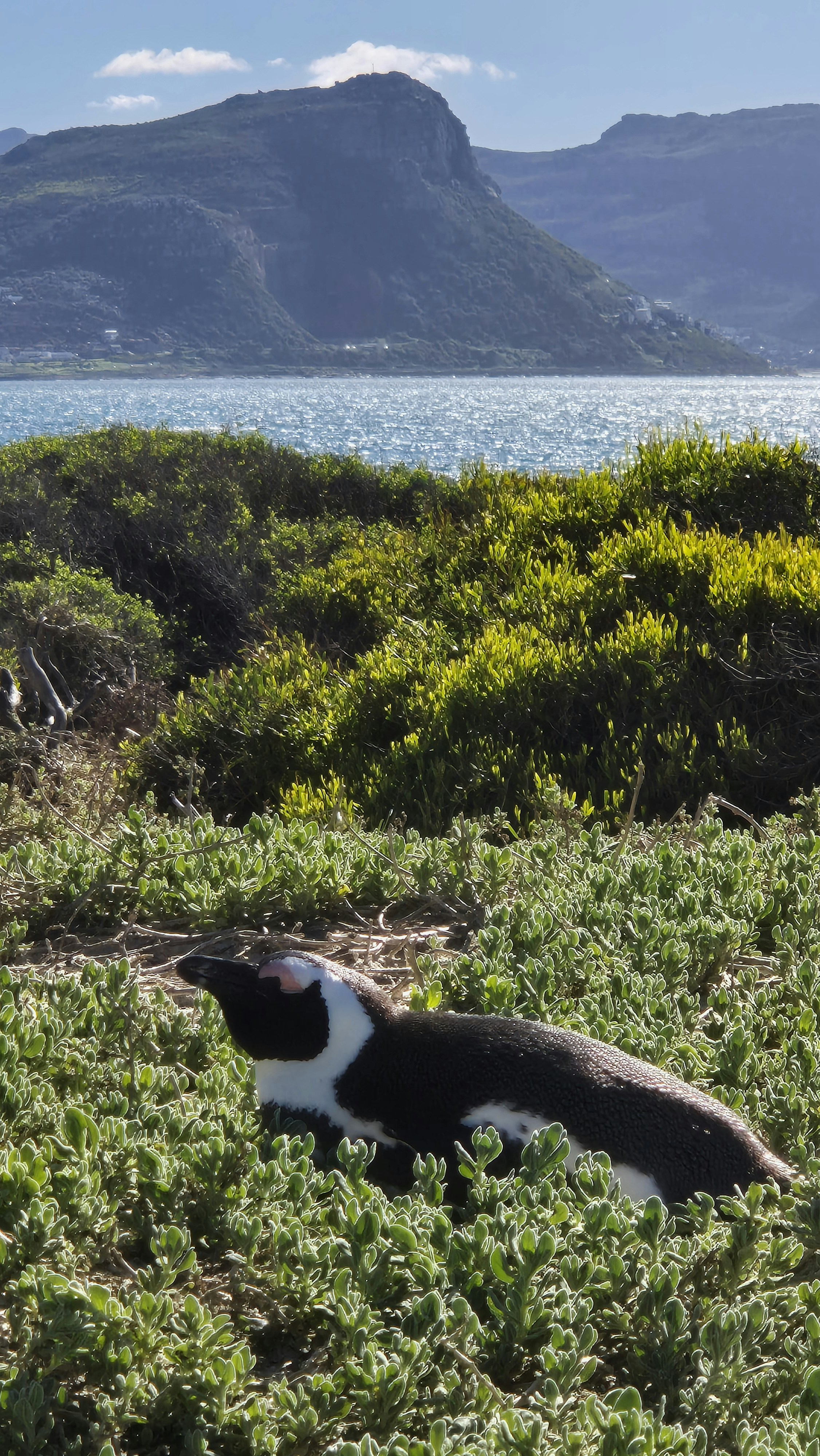 A solitary penguin rests among dense coastal scrub as sunlit water and distant rugged mountains rise in the distance.