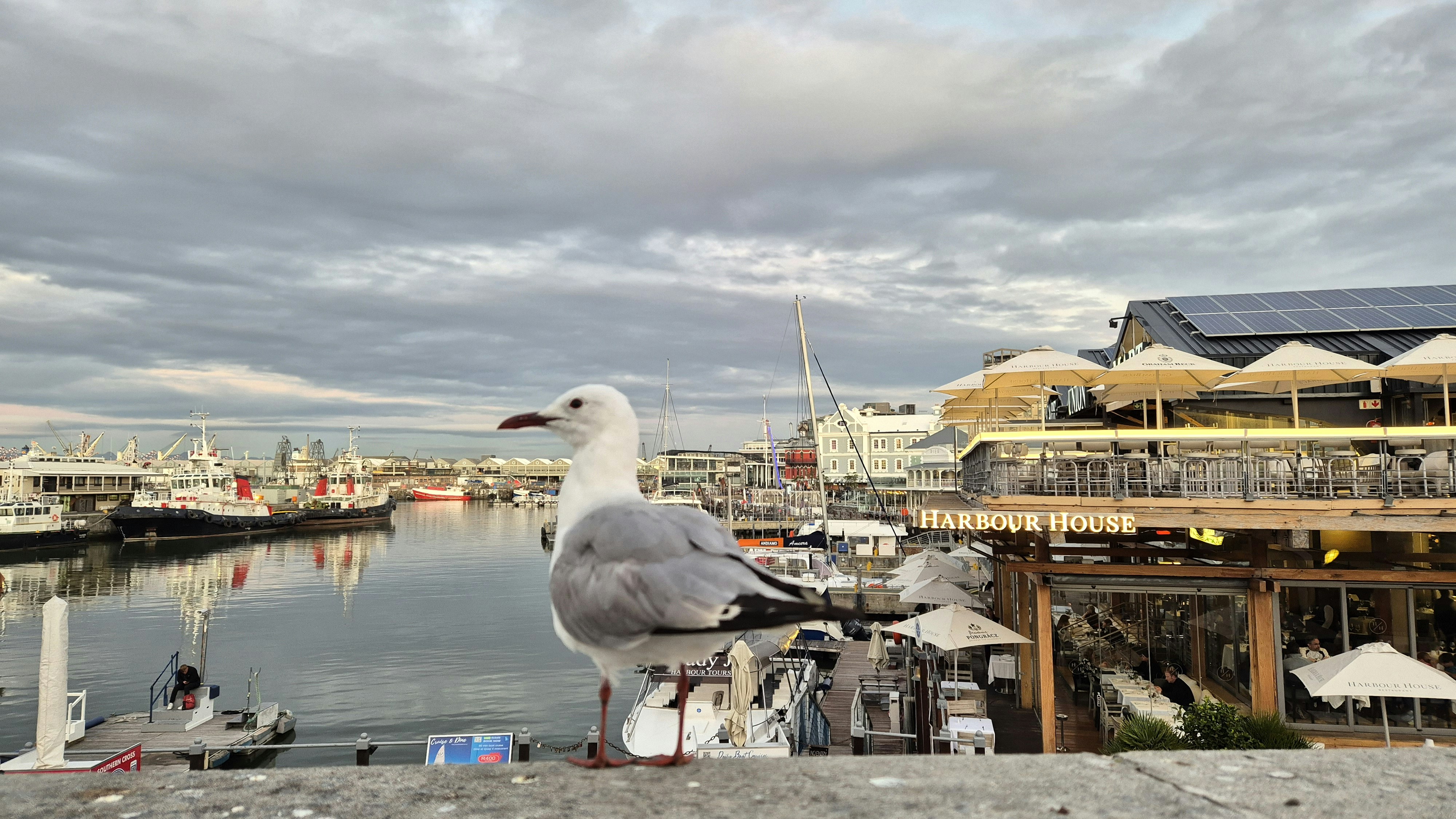 A seagull sitting on a ledge next to a body of water photo – Free South ...