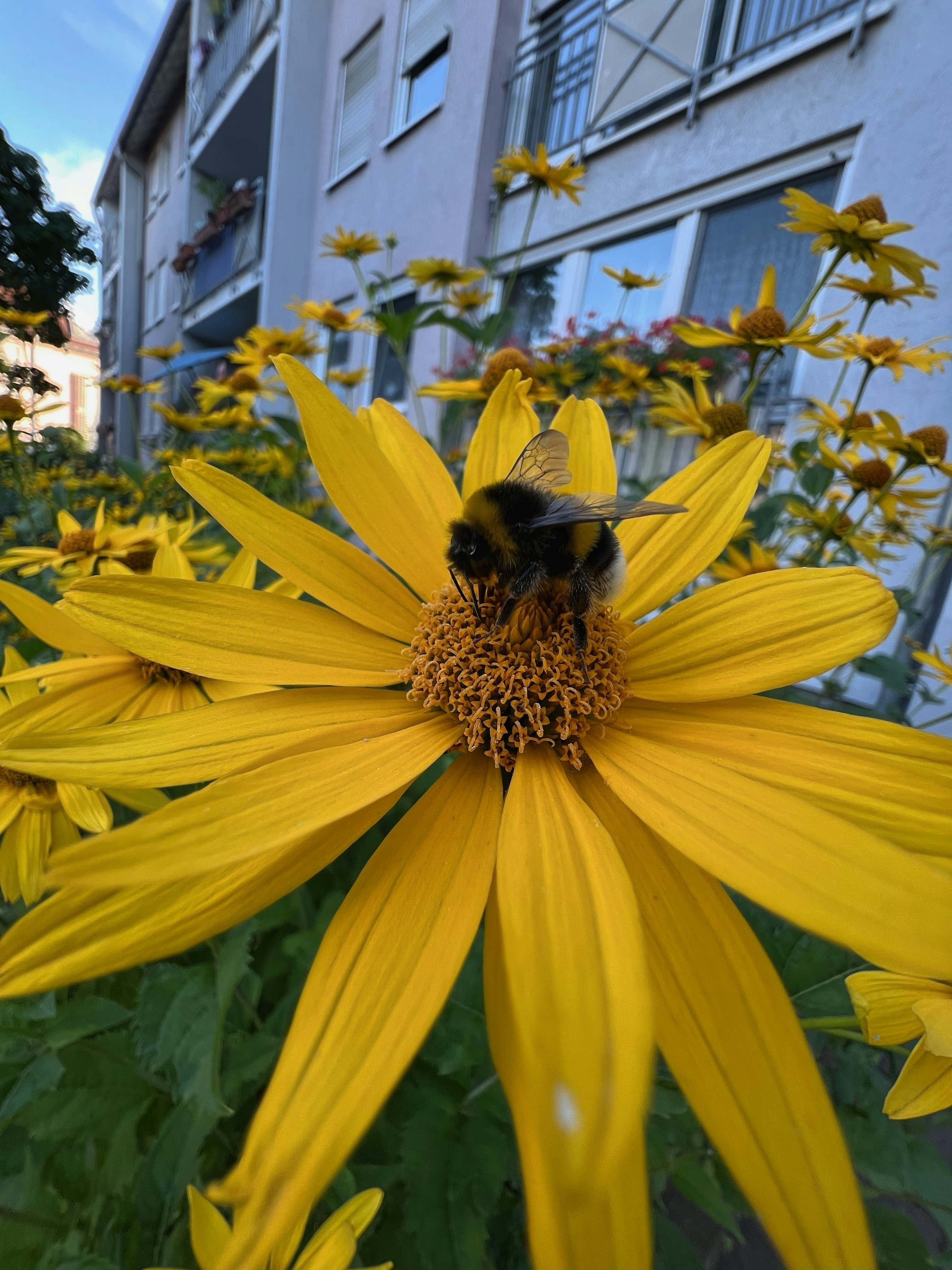 A bee on a yellow flower in front of a building photo – Free Bumblebee ...