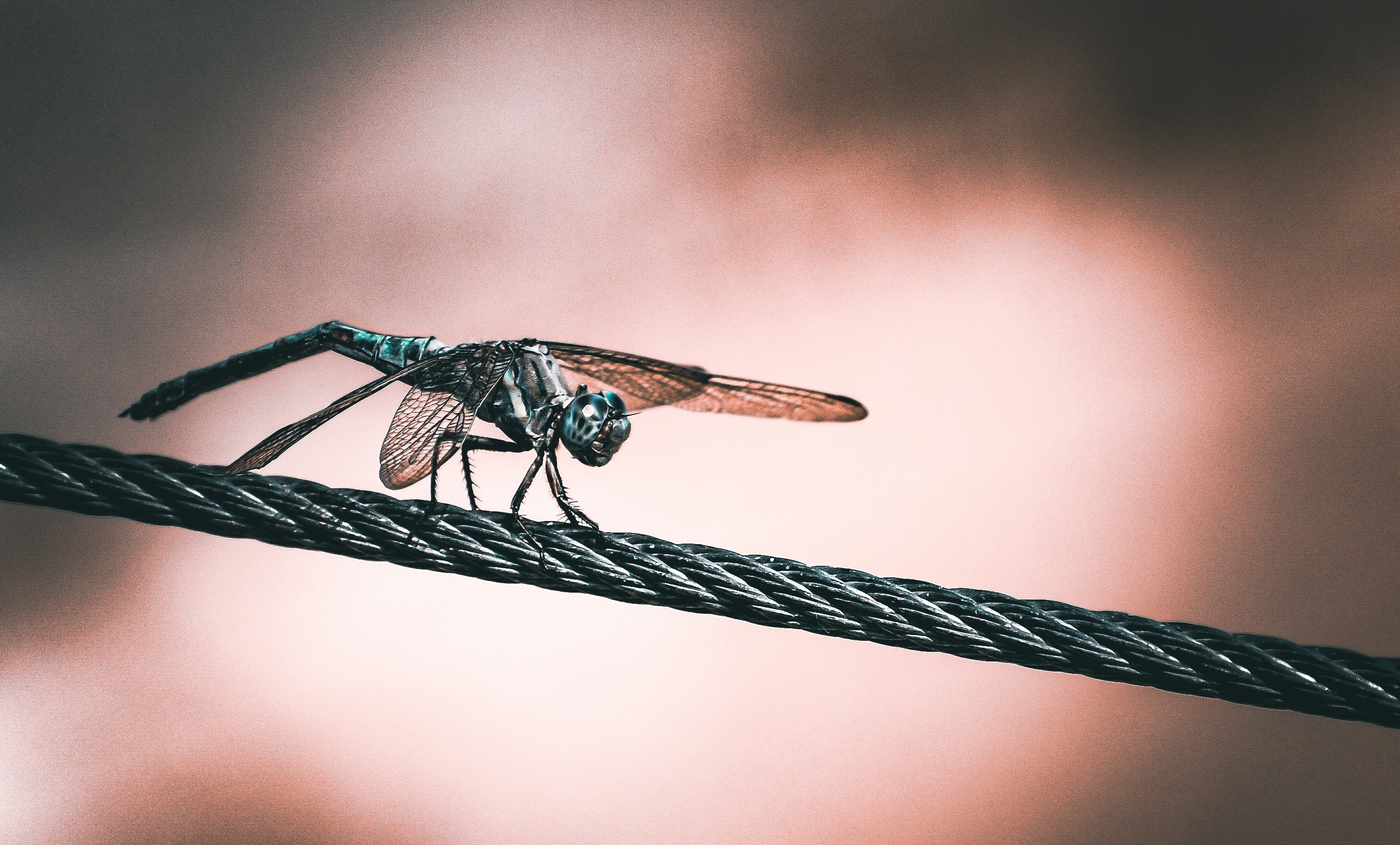 A bug sitting on top of a rope under a cloudy sky photo – Free Insect ...