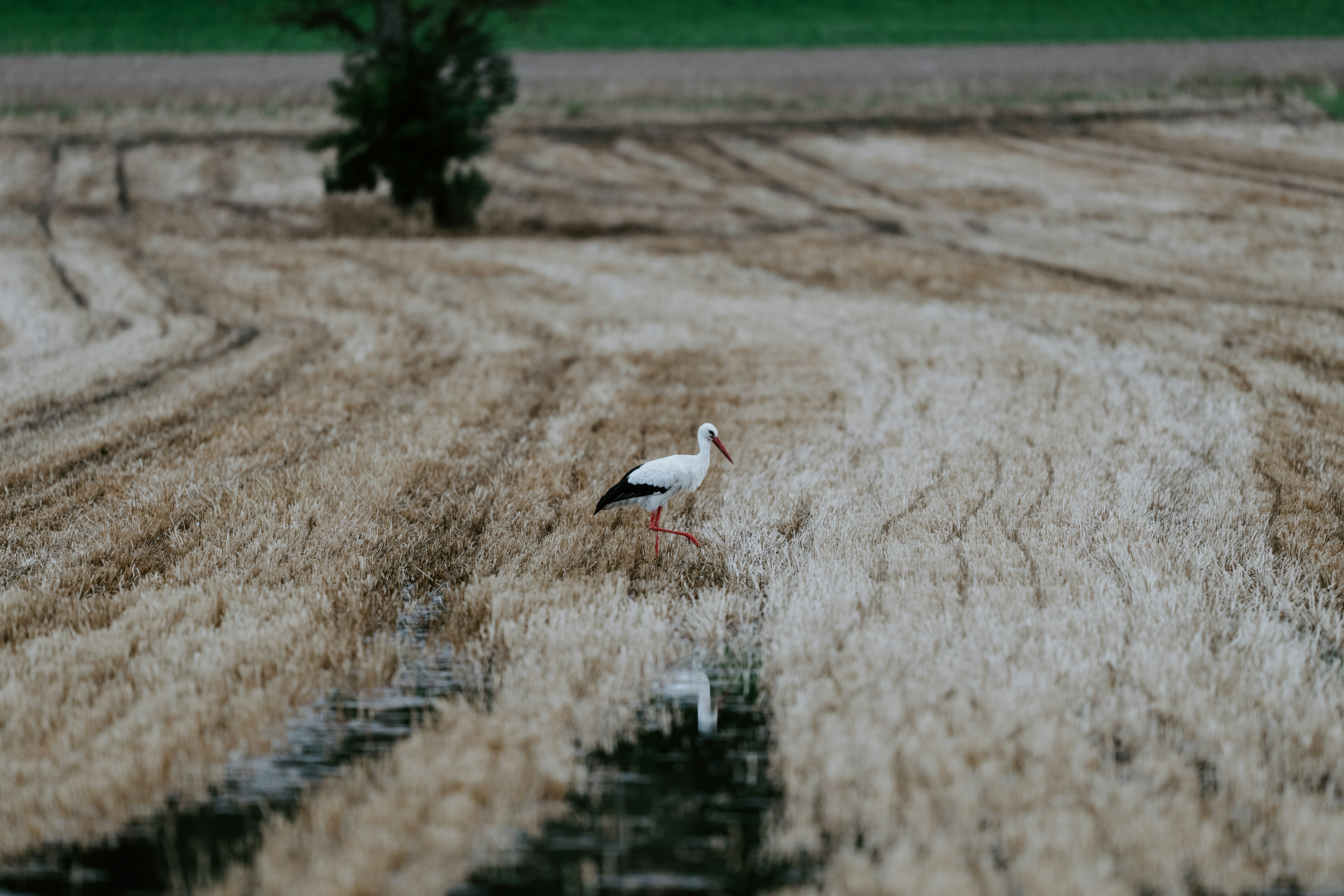 Lone Stork Crossing a Mirror-Lined Field of Cut Straw