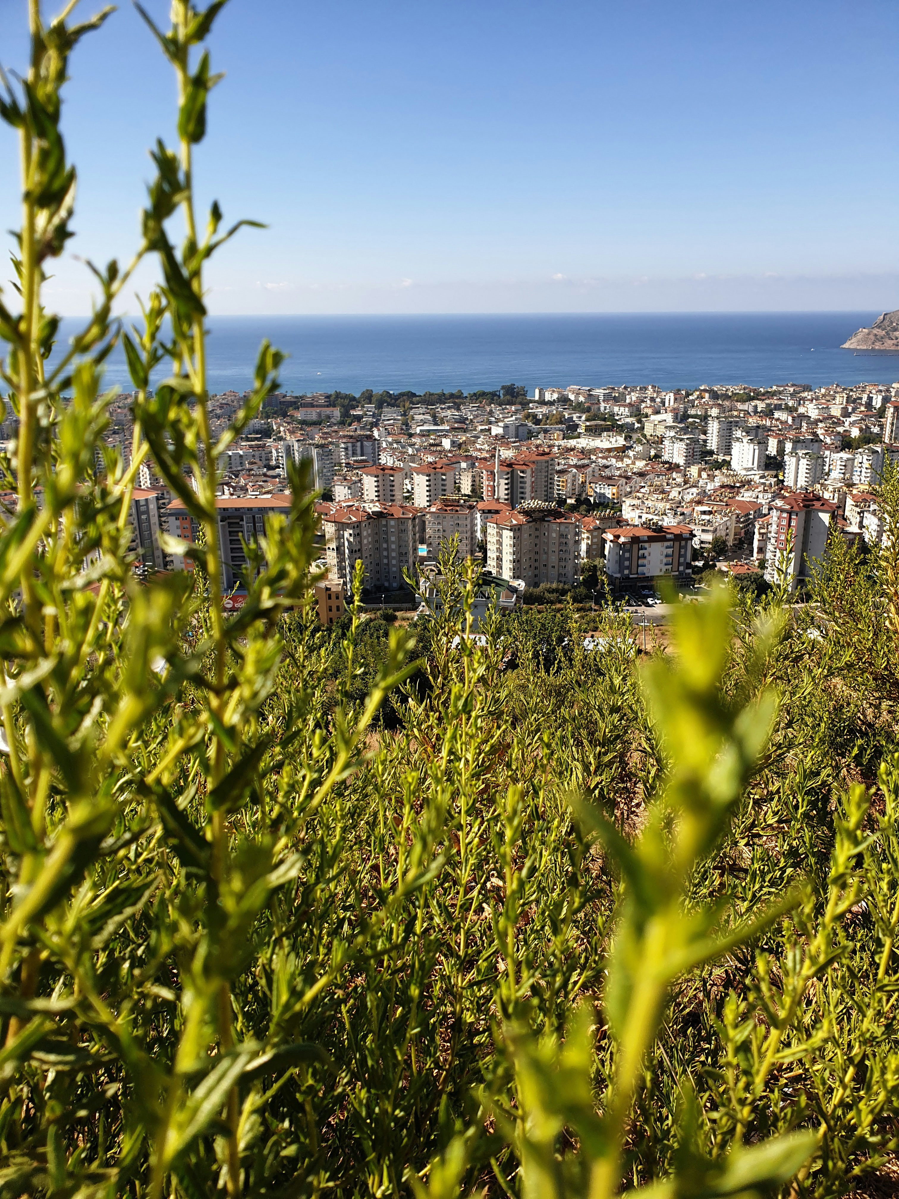 Horizon Overgrowth: city by the sea framed by foreground greens
